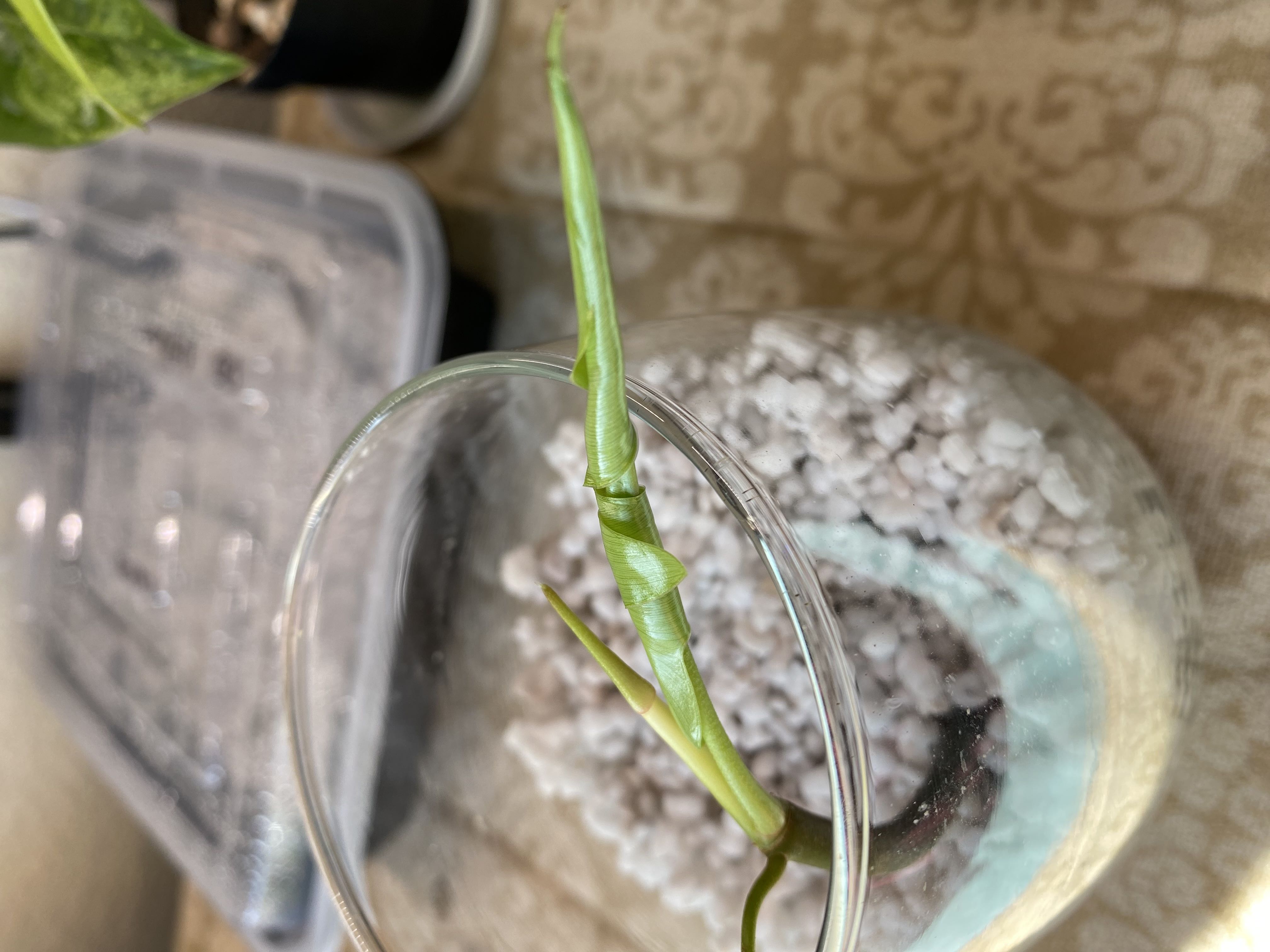 Philodendron 'Florida Ghost' Care 101: Water, Light & Growing Tips