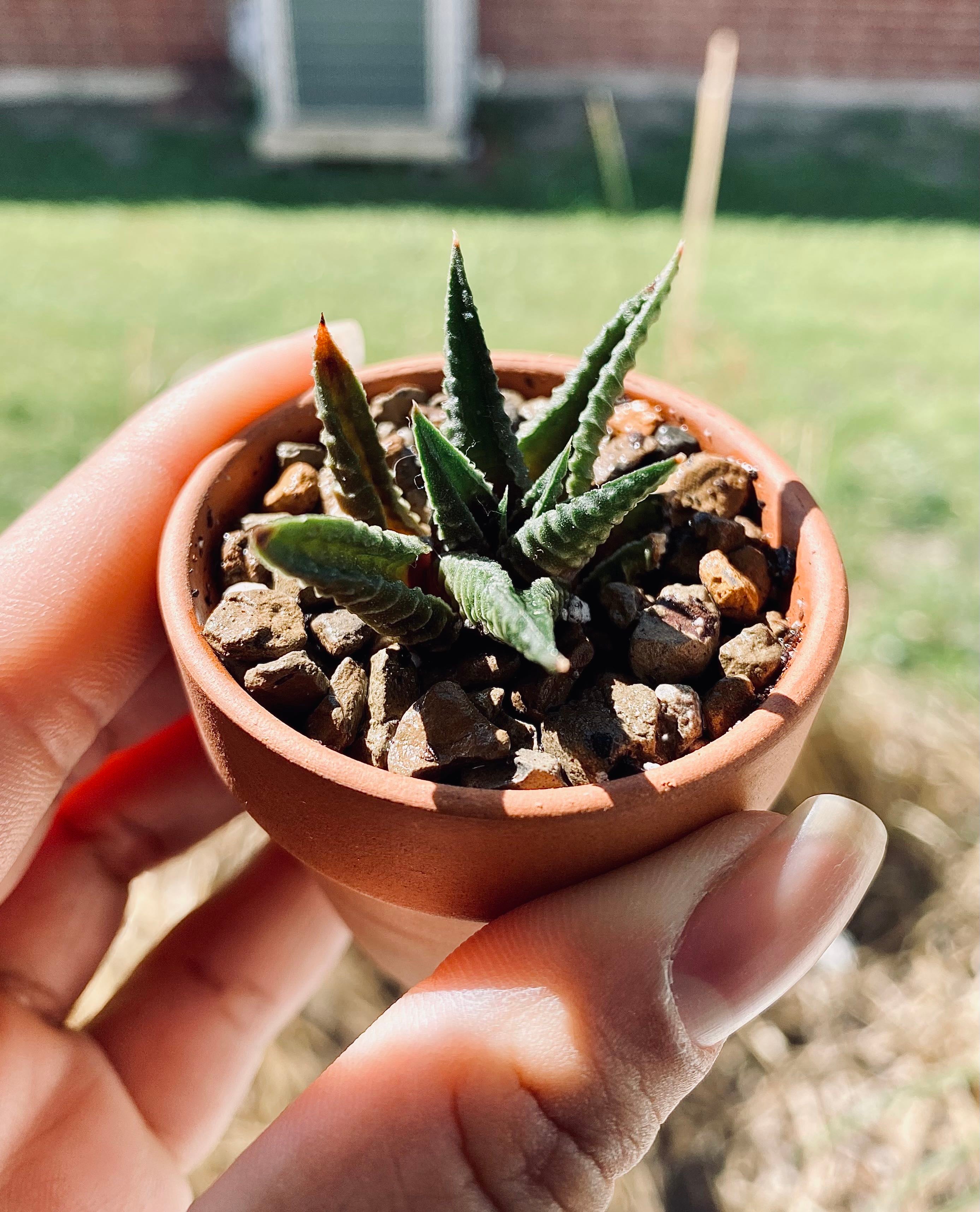 The Complete Ox Tongue Plant Care Guide: Water, Light & Beyond