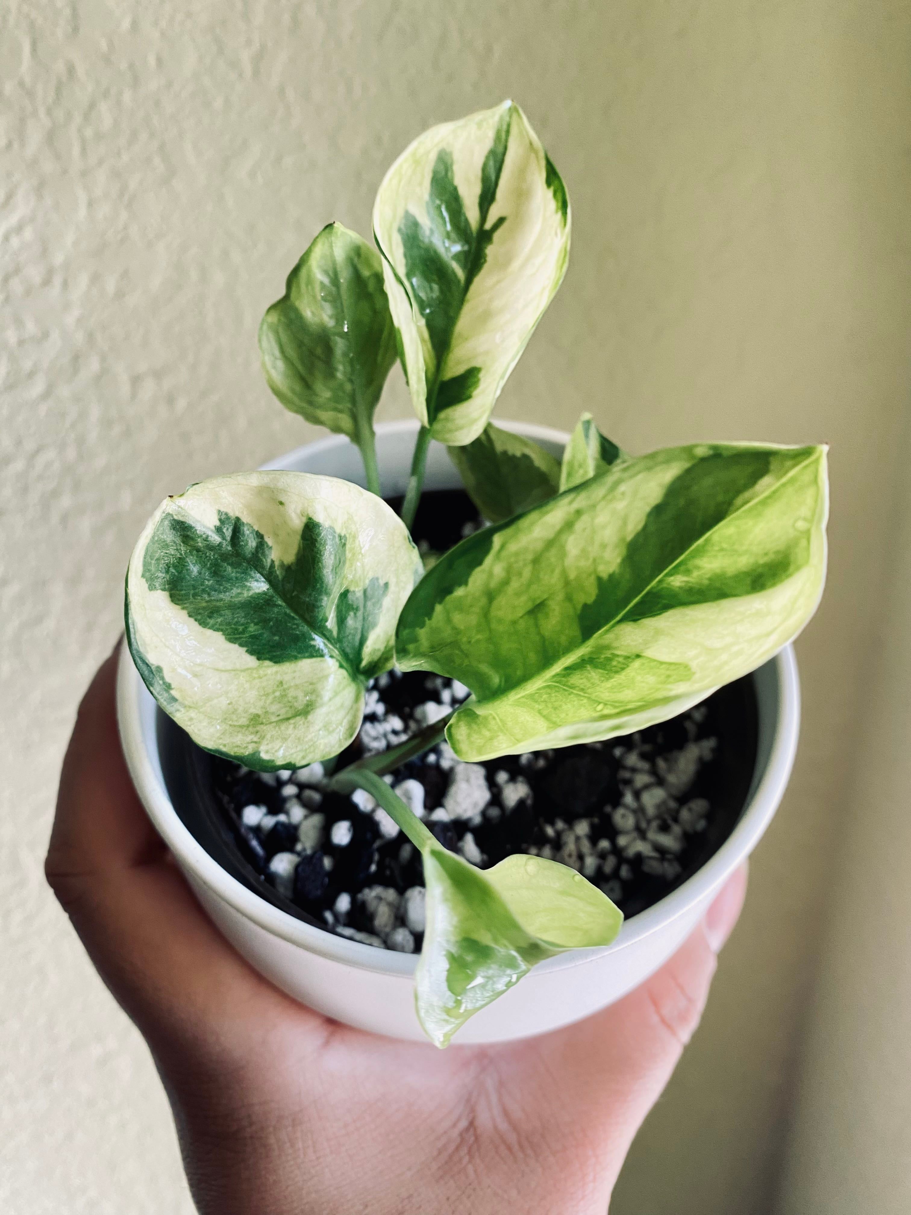 New lemon meringue pothos excitement 🌿🙌🏽