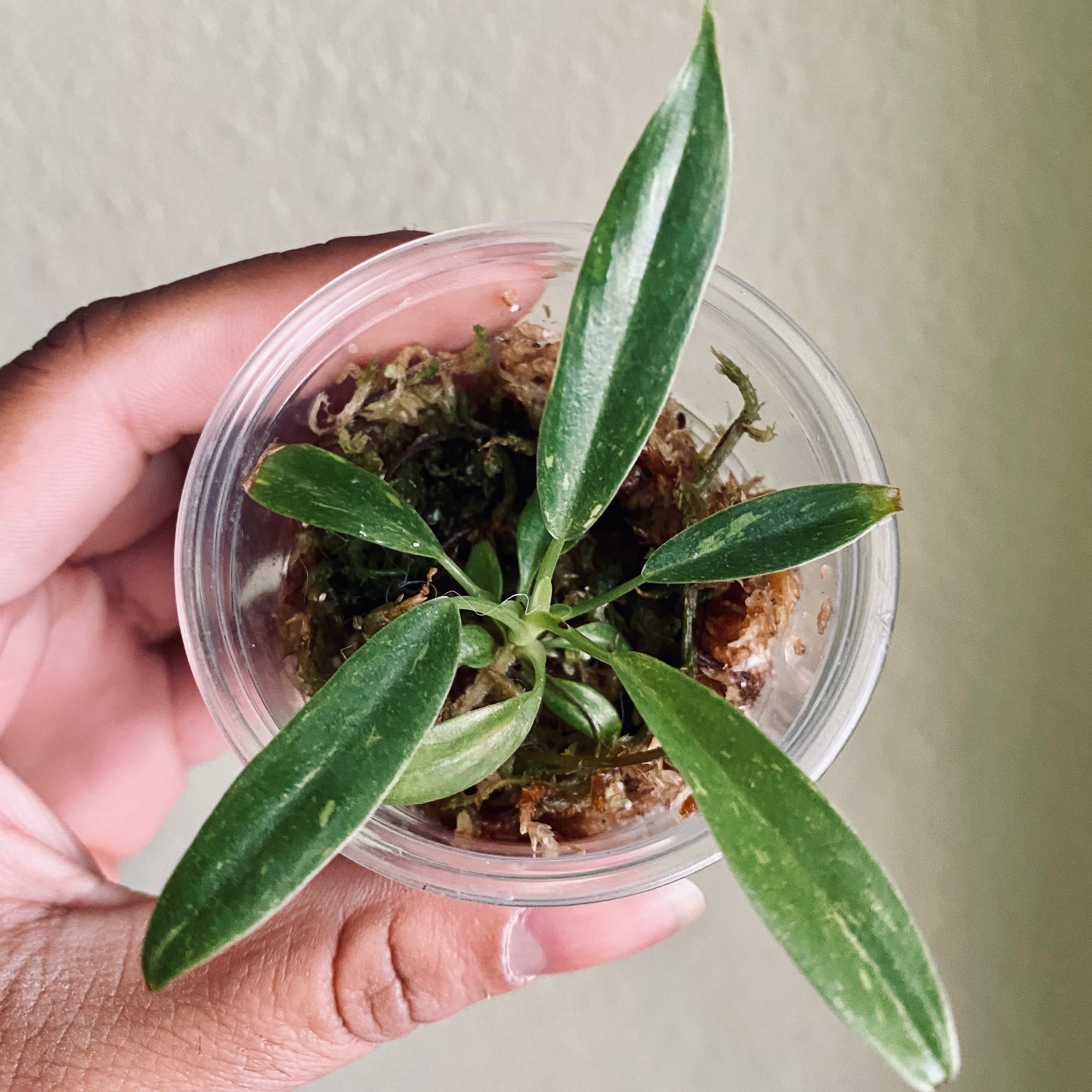 How to Propagate Your Philodendron 'Ring of Fire'