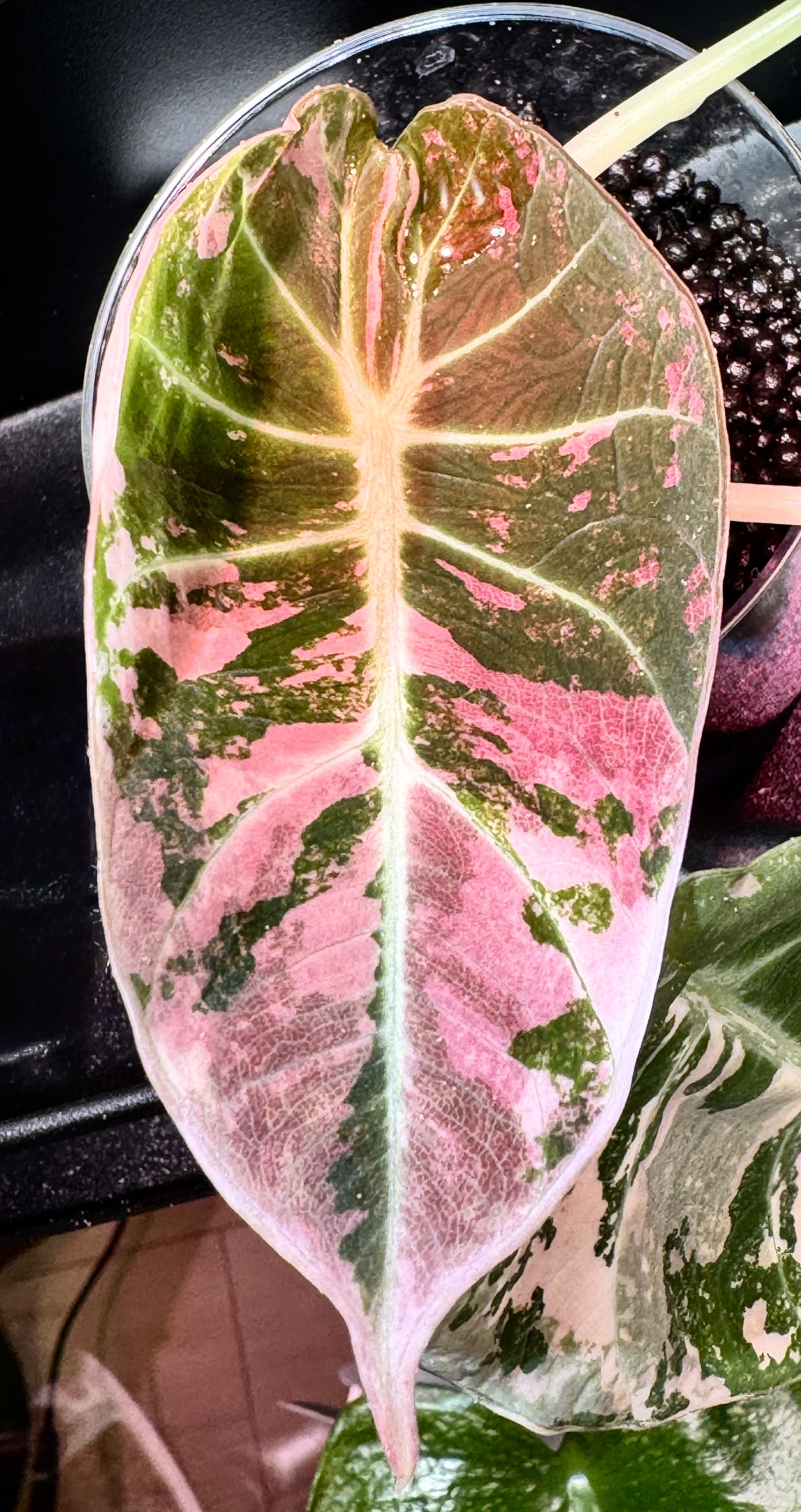 The Complete Alocasia 'Sumo' Elephant Ear Plant Care Guide: Water ...