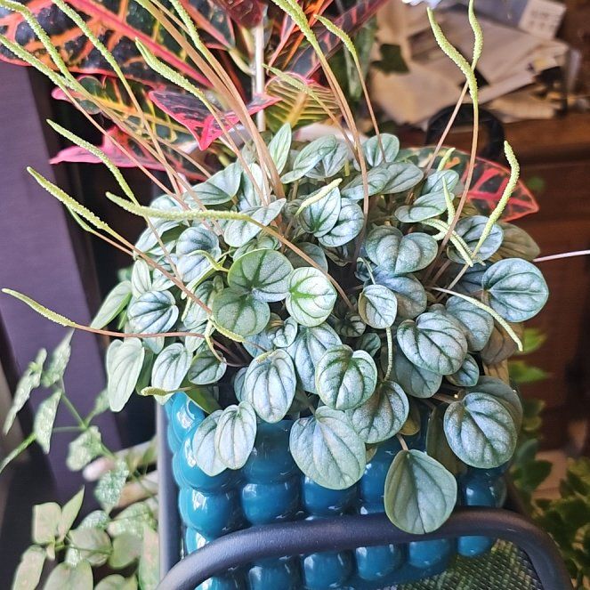Peperomia 'Little Toscani' Plant Care: Water, Light, Nutrients | Greg App 🌱