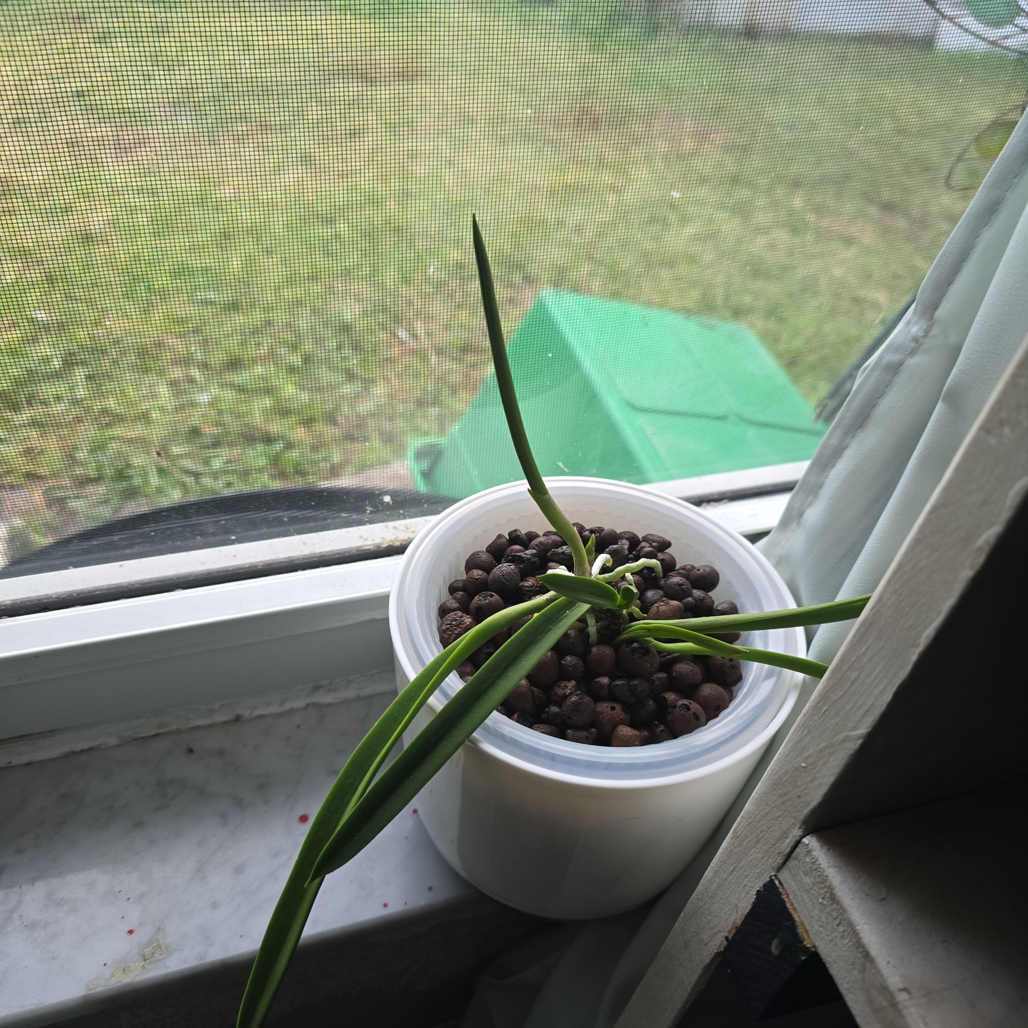 Keep Your Bl. Yellow Bird Orchid Alive: Light, Water & Care Instructions