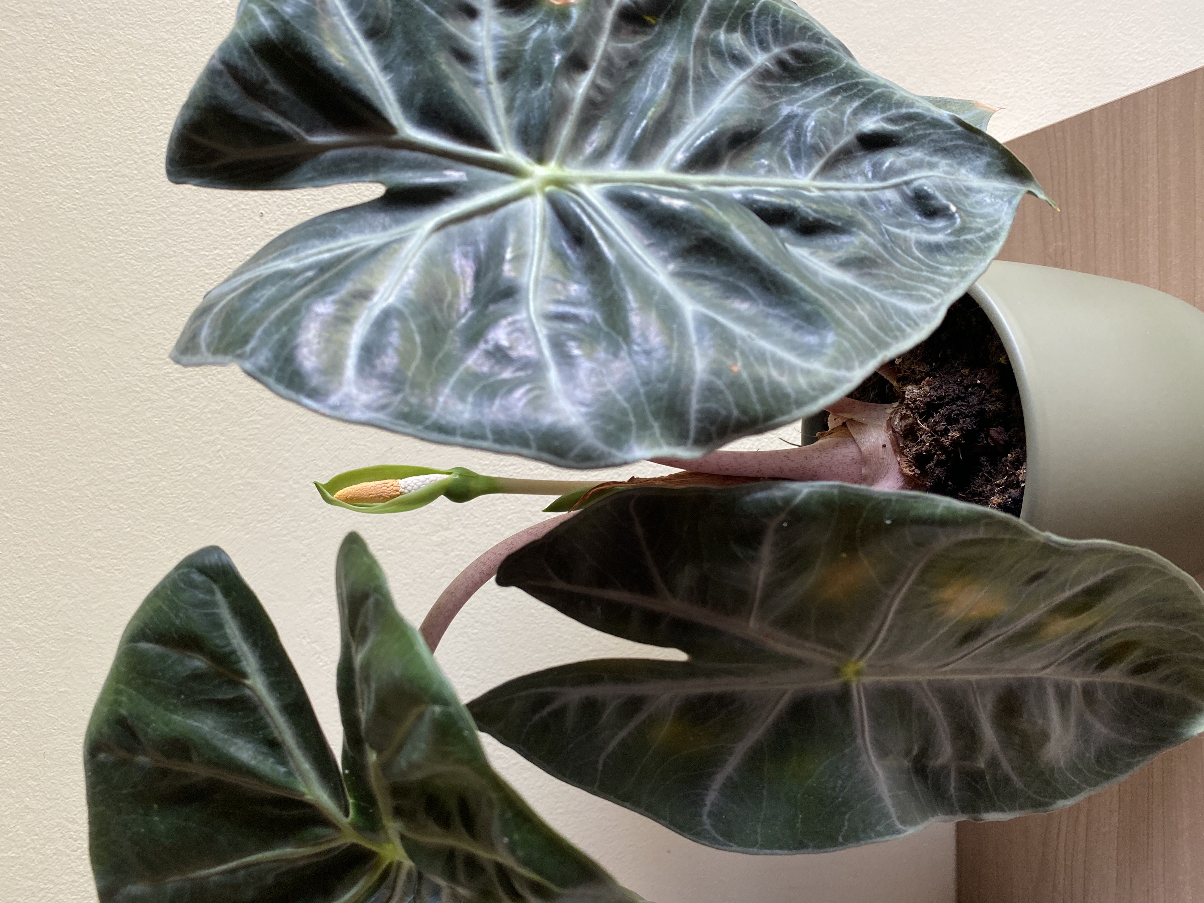 Alocasia Pink Dragon Plant Care: Water, Light, Nutrients | Greg App 🌱