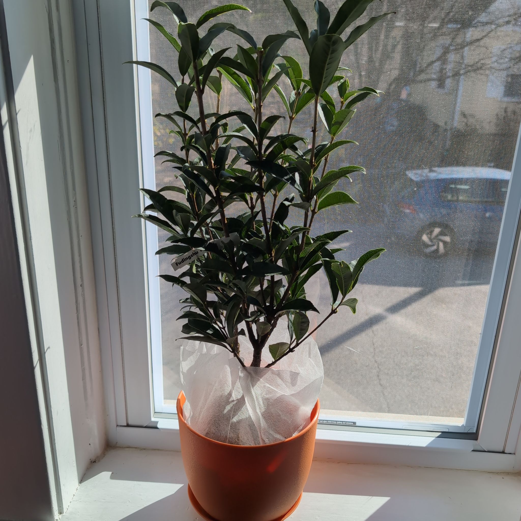 Keep Your Fudingzhu Fragrant Tea Olive Alive: Light, Water & Care ...