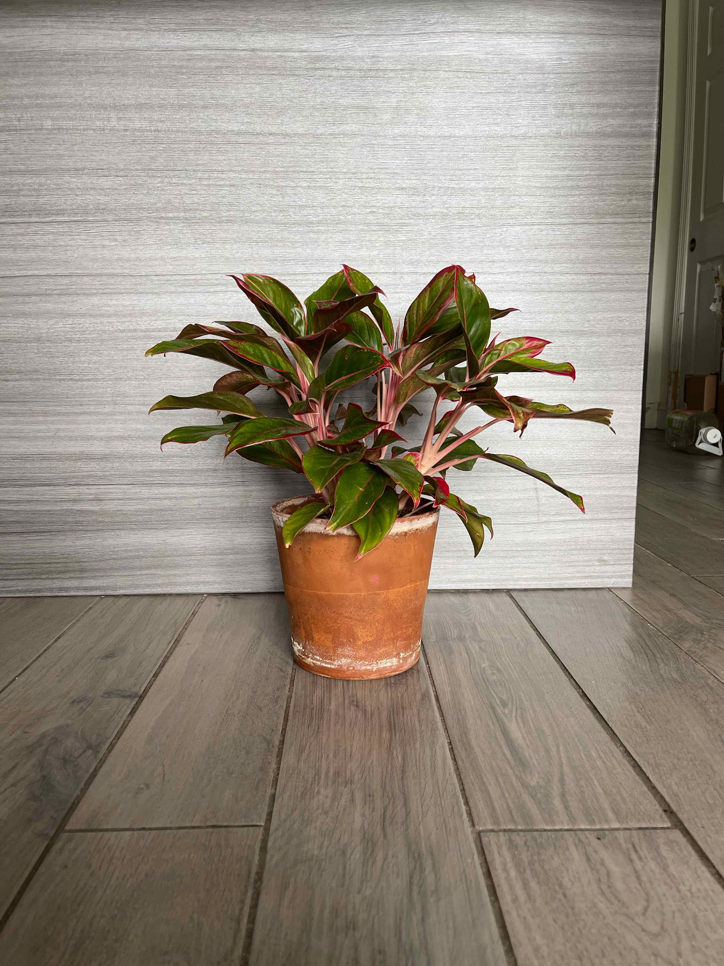 Propagating Red Siam Aurora Aglaonema: The Ultimate Guide