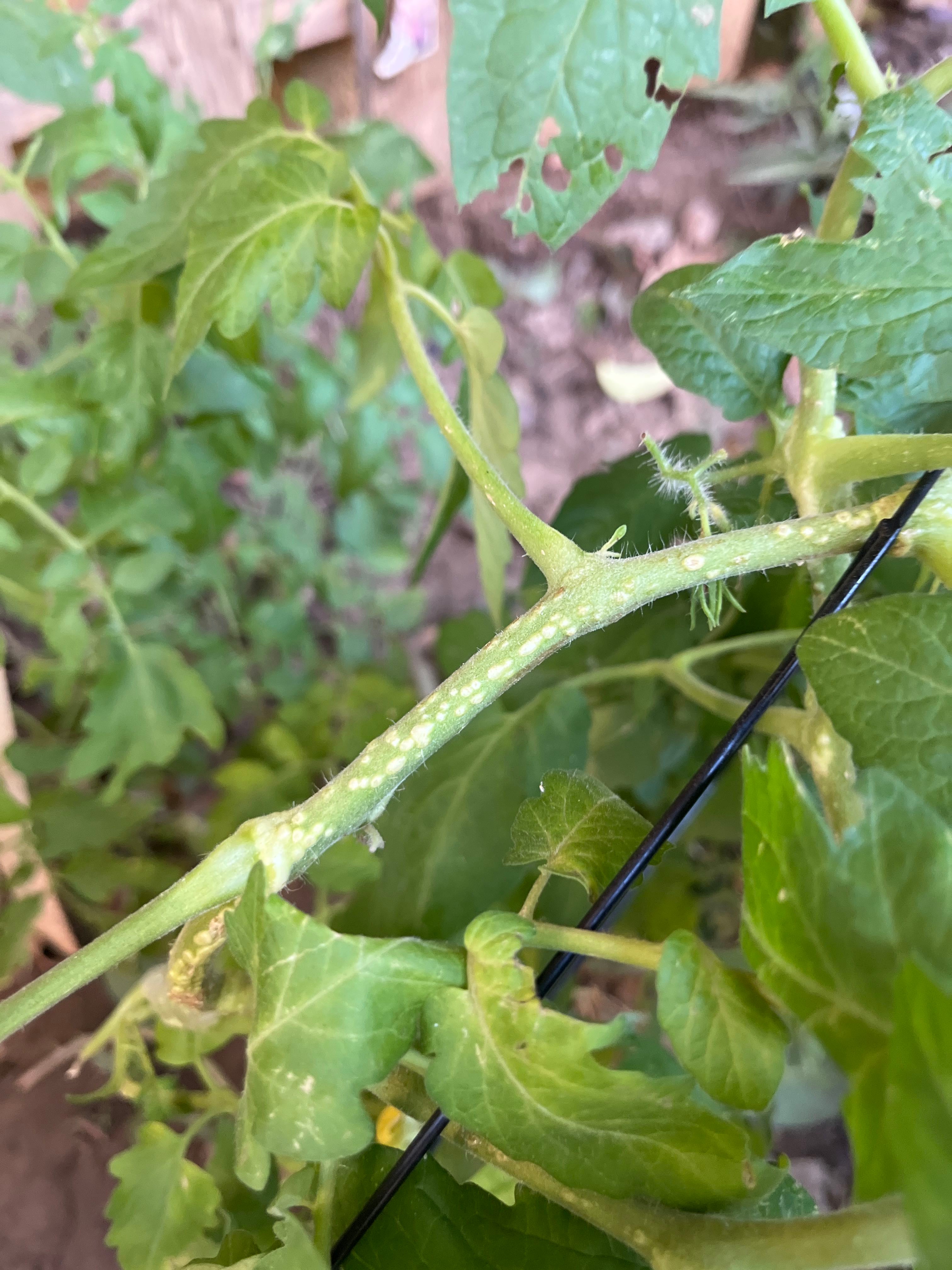 What does it mean if plant has small bumps?