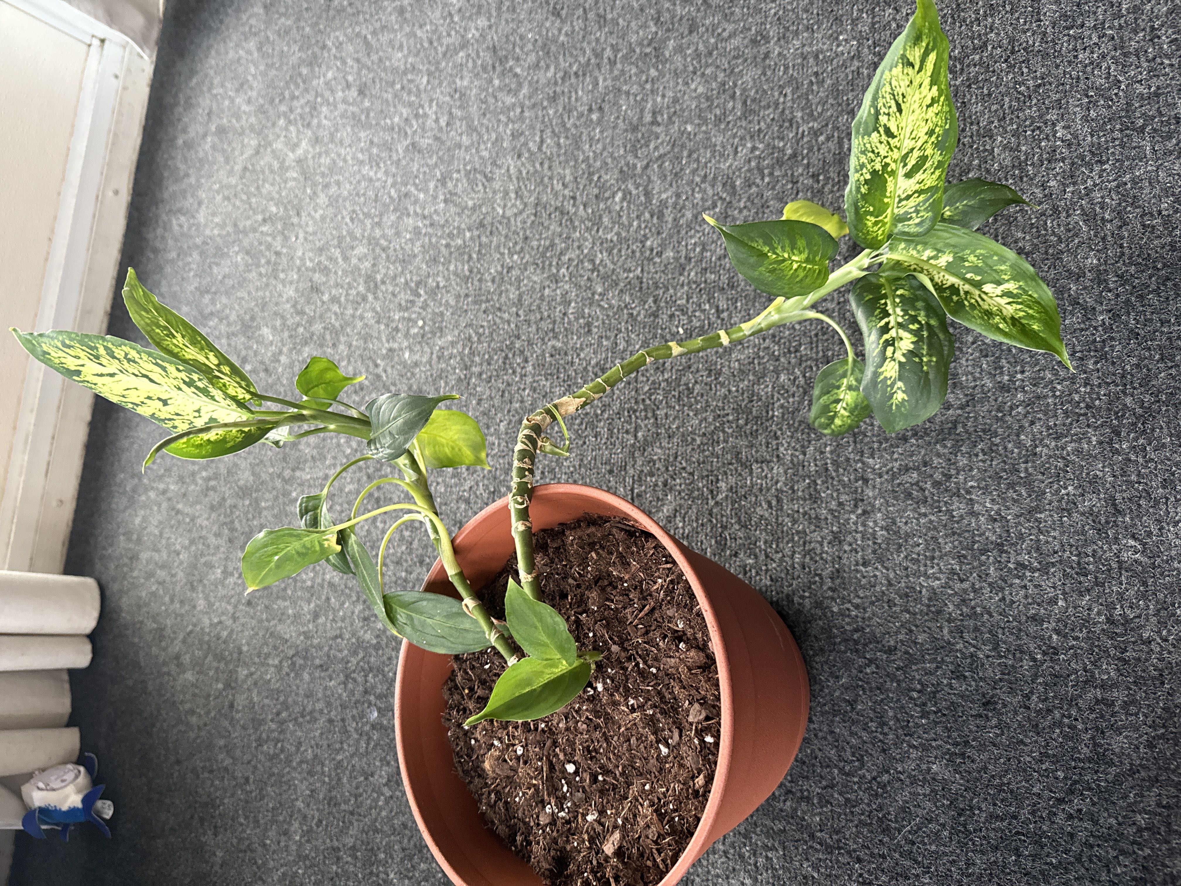 Can anyone tell me what type of plant this is? It was giv...