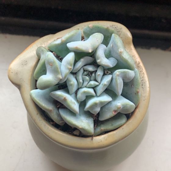 hoot | A plant by @katelynnripper on Greg