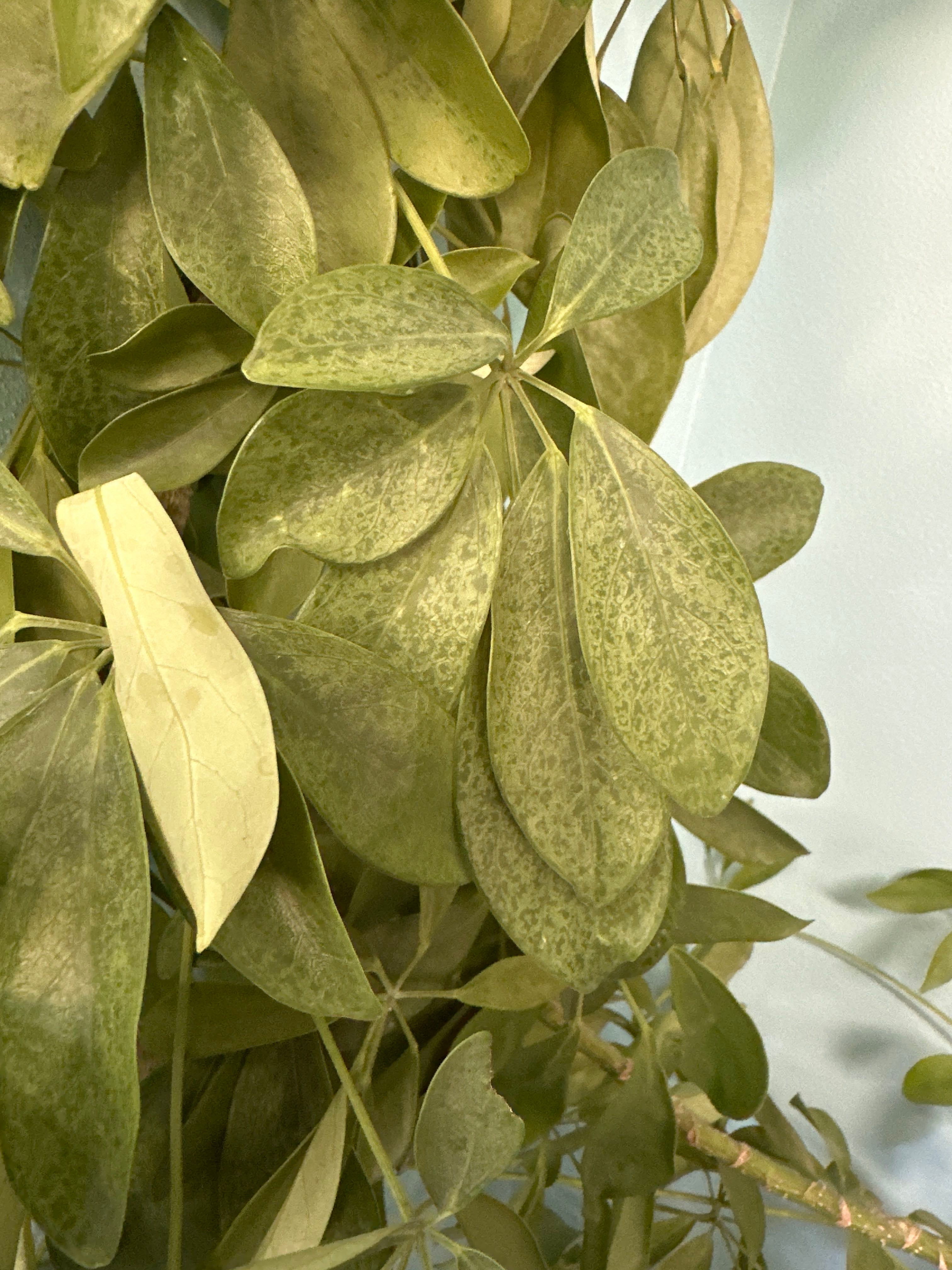 My leaves have turned this speckled color instead of just...