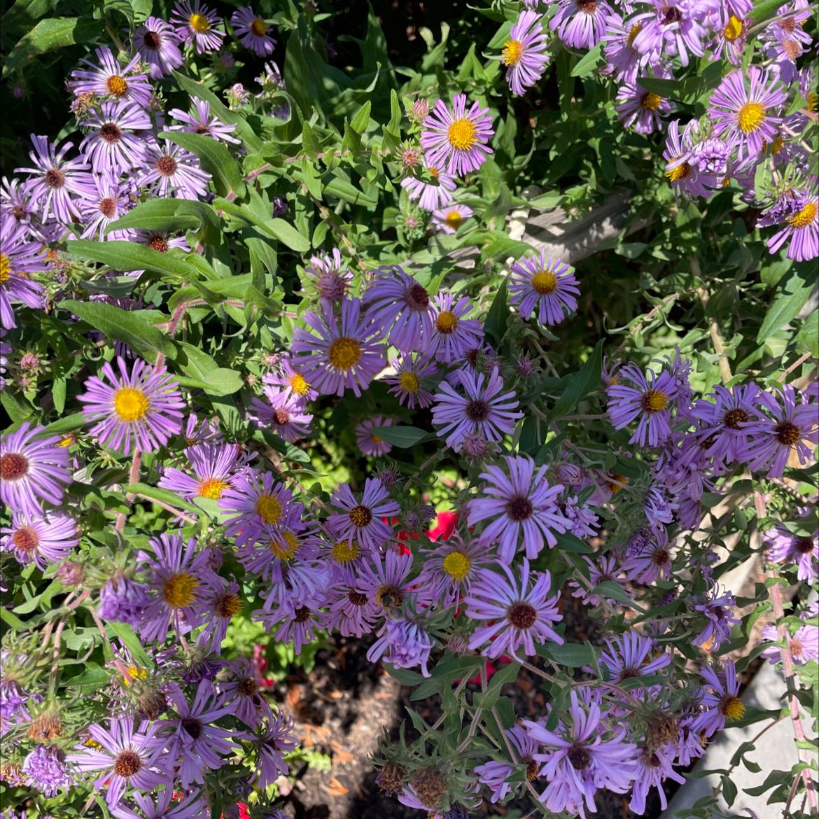 Propagating My New England Aster: Step-by-Step Guide