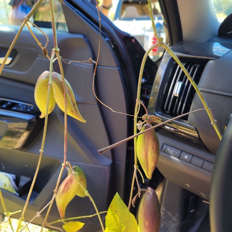 How Can You Tell If A Moth Vine Is Dying?