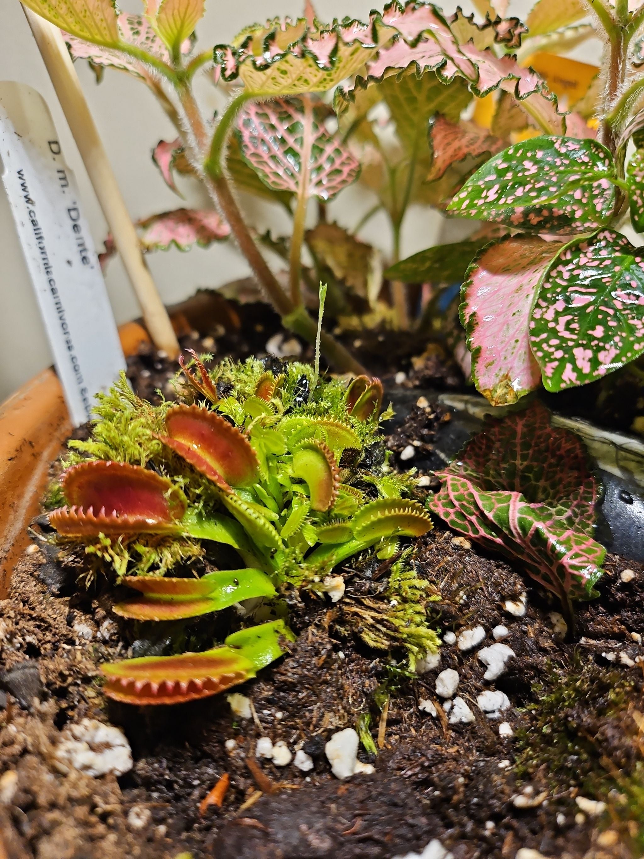 🪰 Ultimate Guide to Light Requirements for Venus Fly Trap