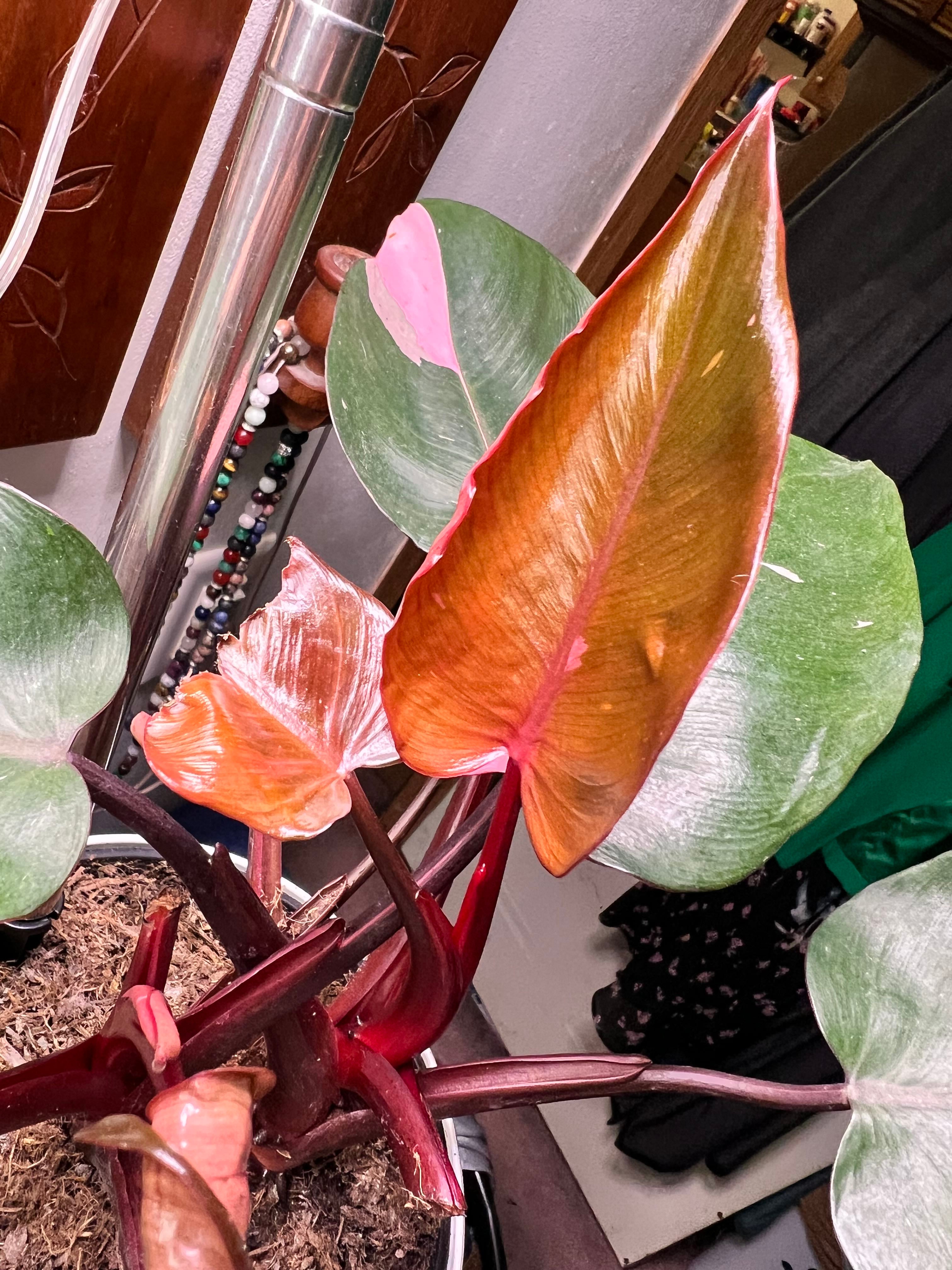 Philodendron atabapoense Variegated Plant Care: Water, Light, Nutrients | Greg App 🌱