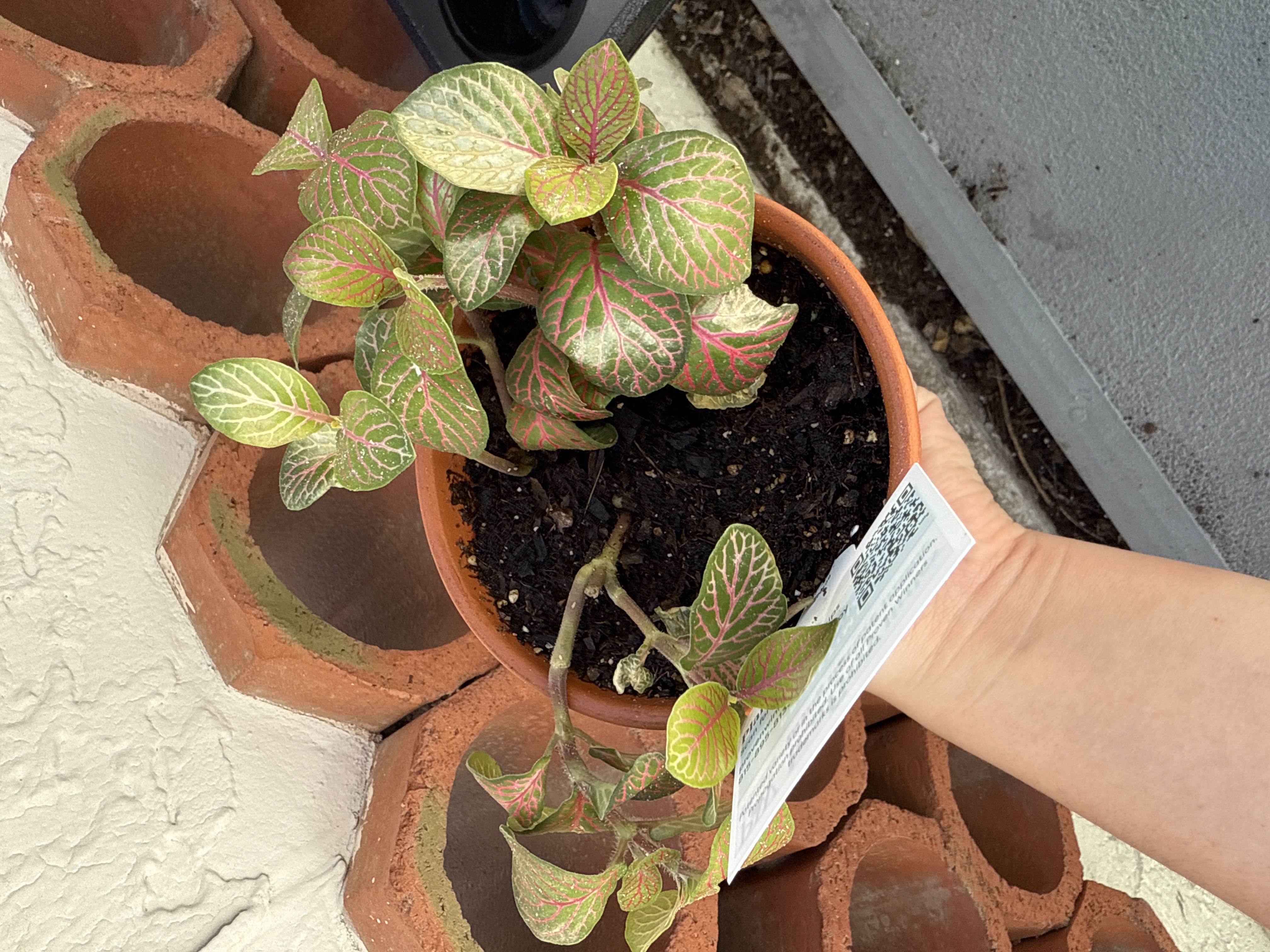 Heavy wilting and color loss