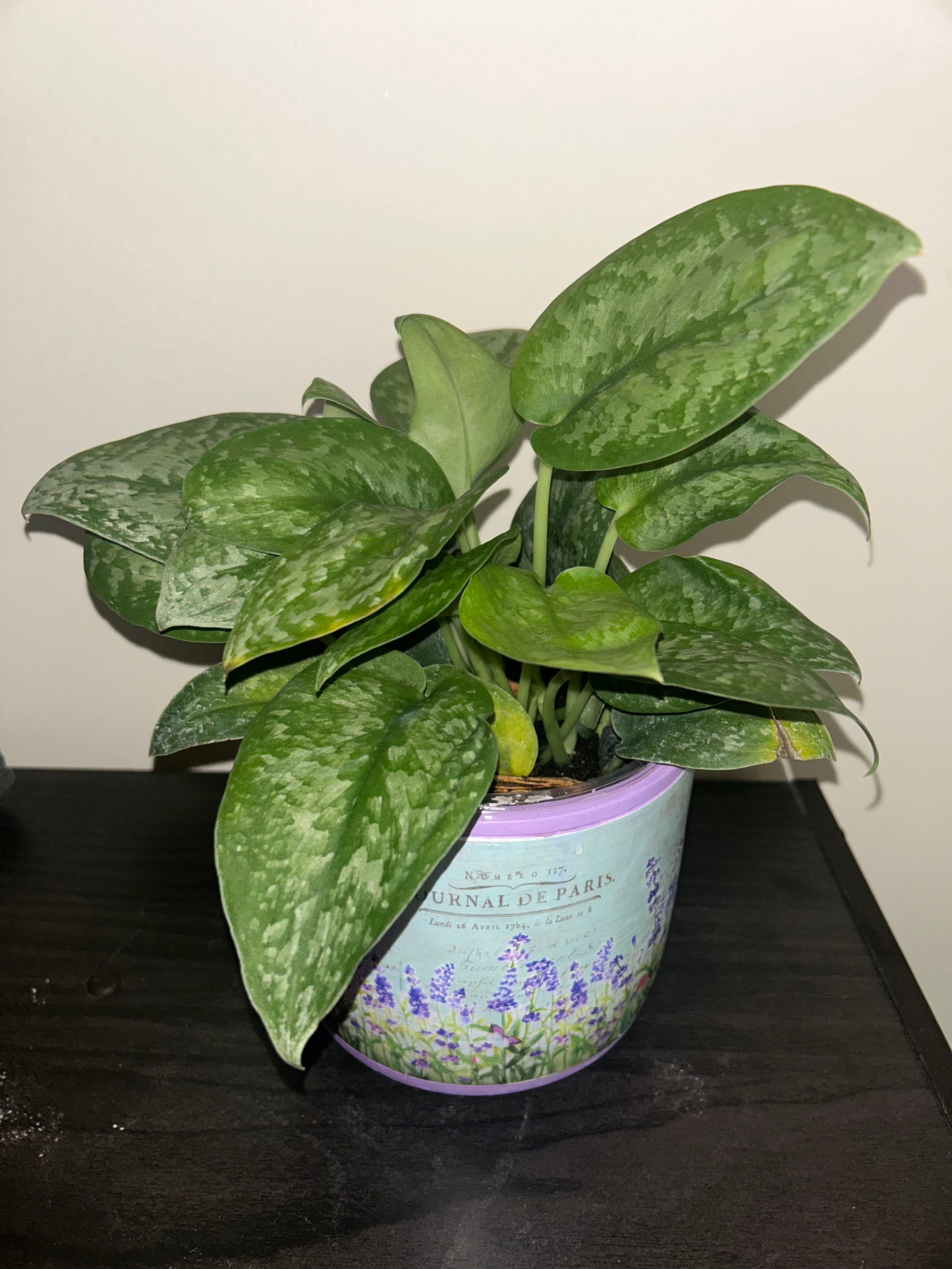 🌸 Ultimate Guide to Potting Satin Pothos