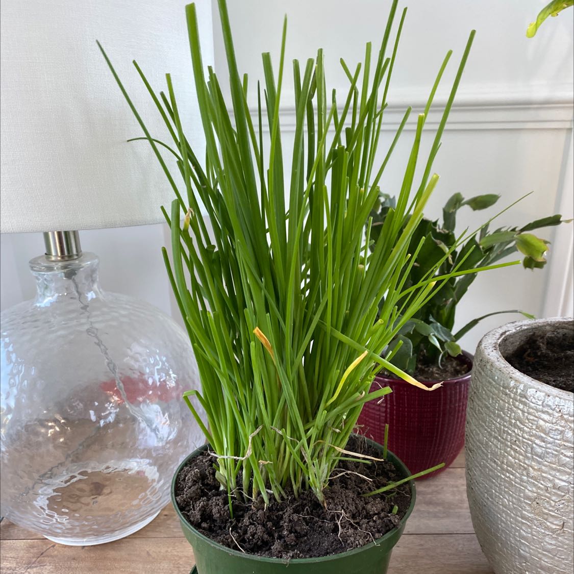 What Are The Bugs on My Chinese Chives? 🐛