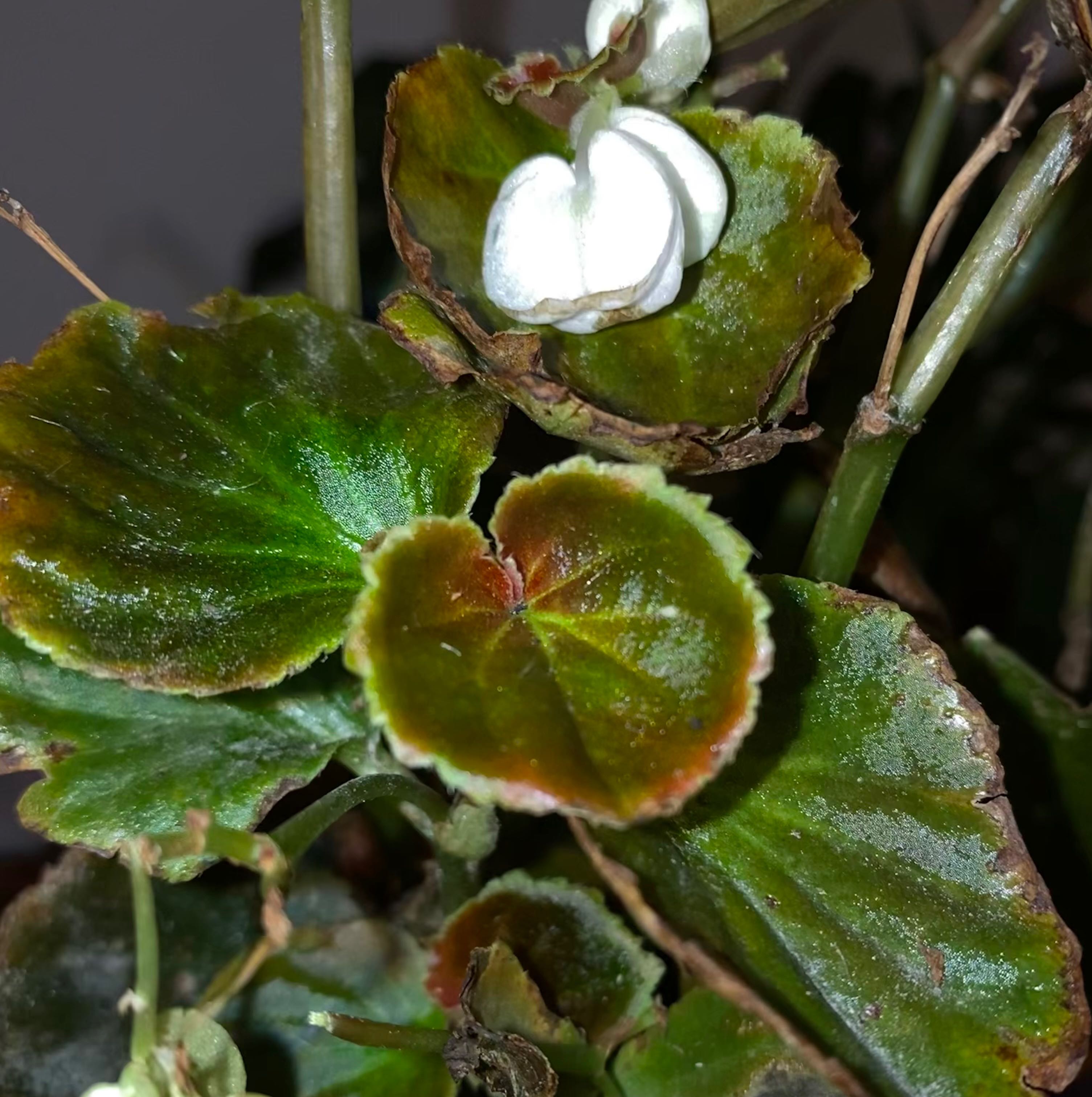 What Temperature Does My Clubed Begonia Need?
