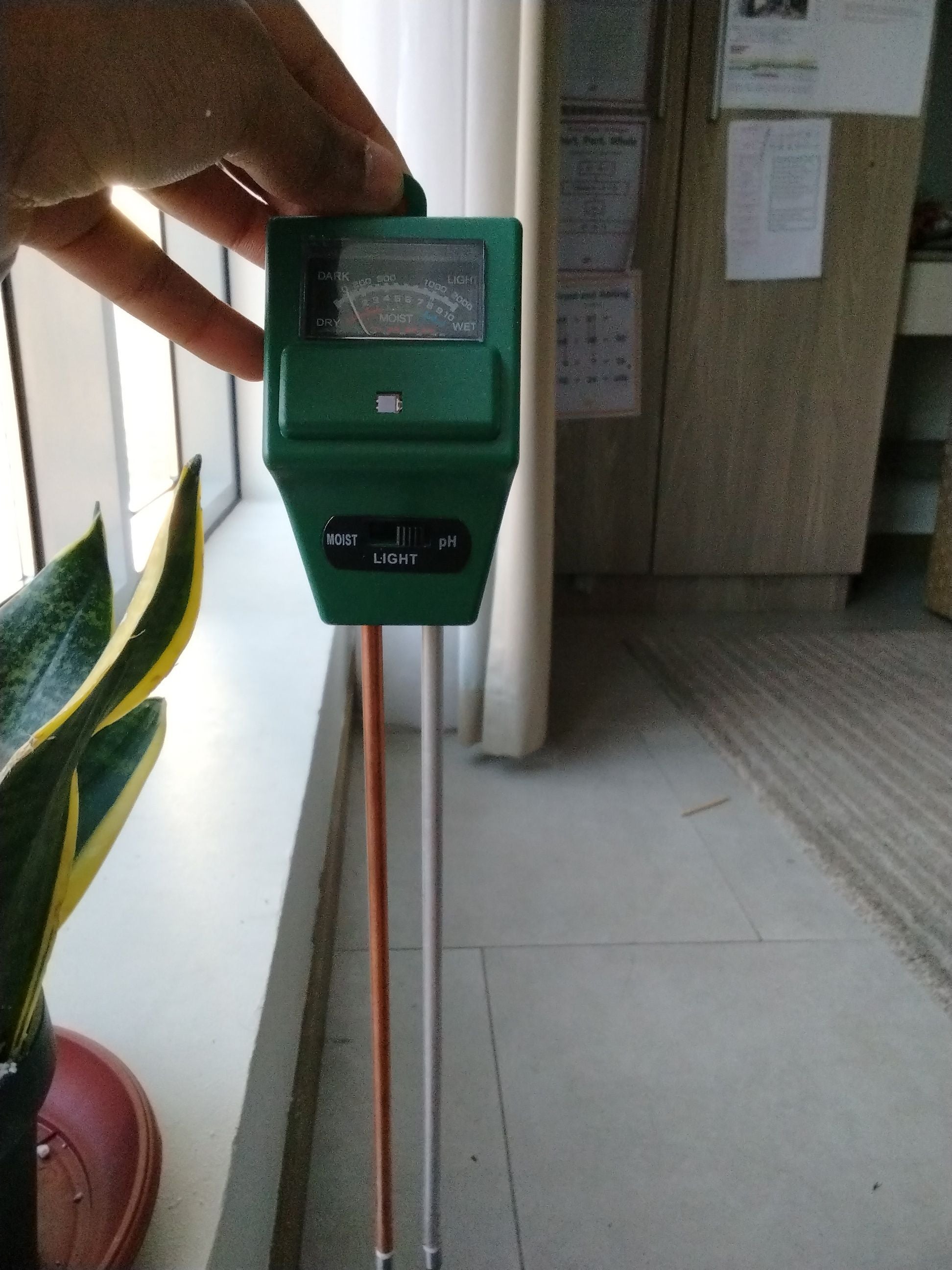 I finally got a snake plant!