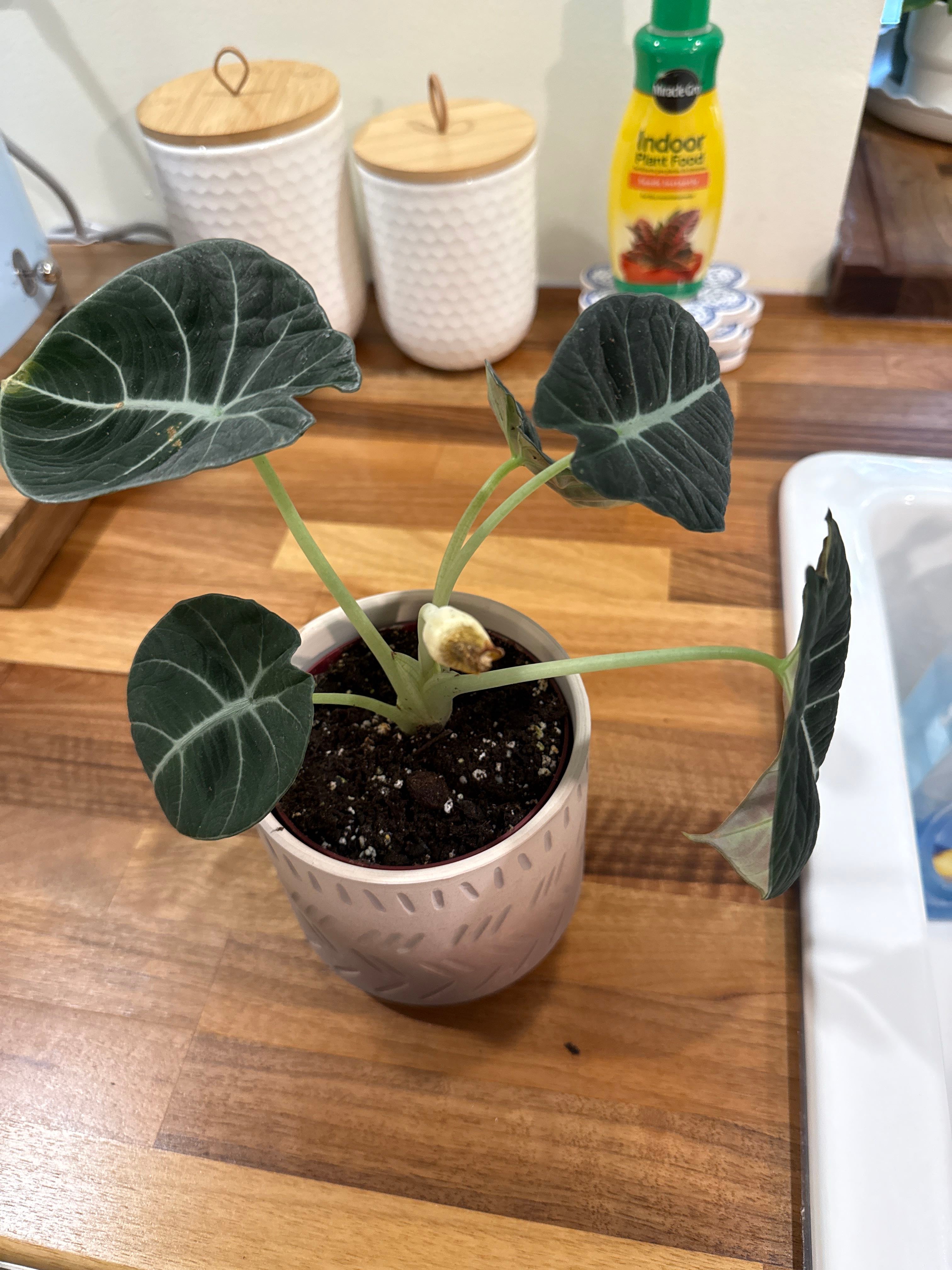 The Complete Alocasia 'Venom' Plant Care Guide: Water, Light & Beyond