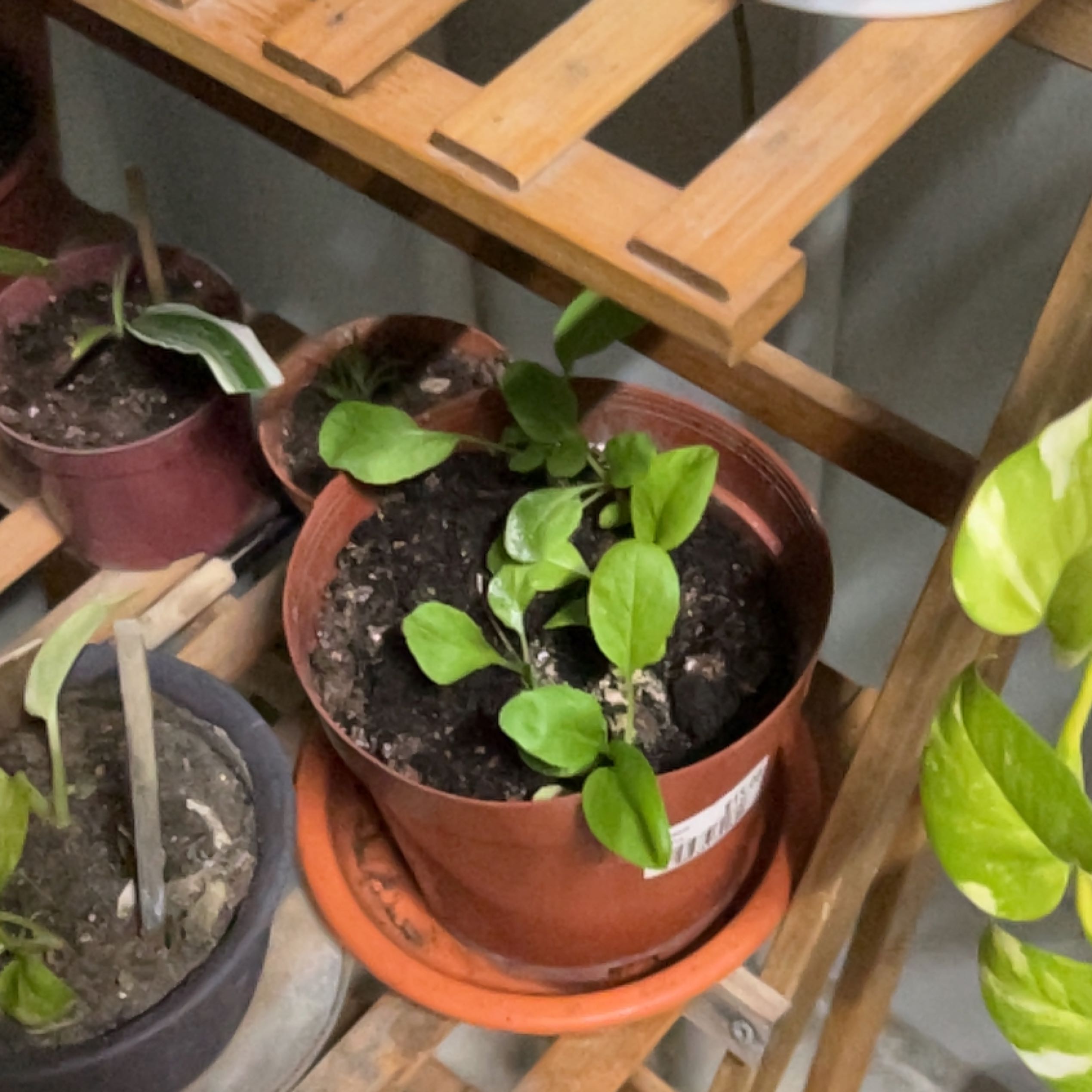 How to Care for Cai Xin, Chye Sim, Choi Sum, Yu Choy, or Chinese ...