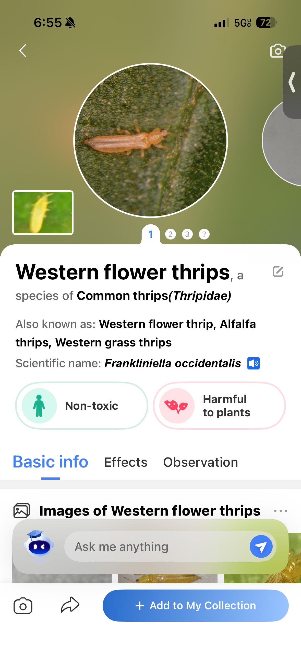 Pests on some of my plants