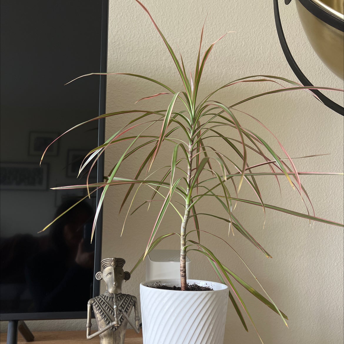 🐉 Why Are My Madagascar Dragon Tree Leaves Droopy?