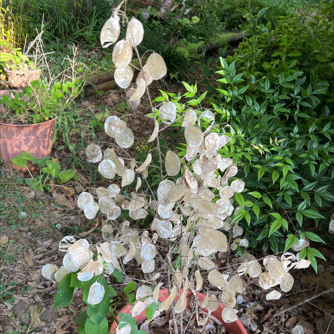 Symbolism and Benefits of the Annual Honesty