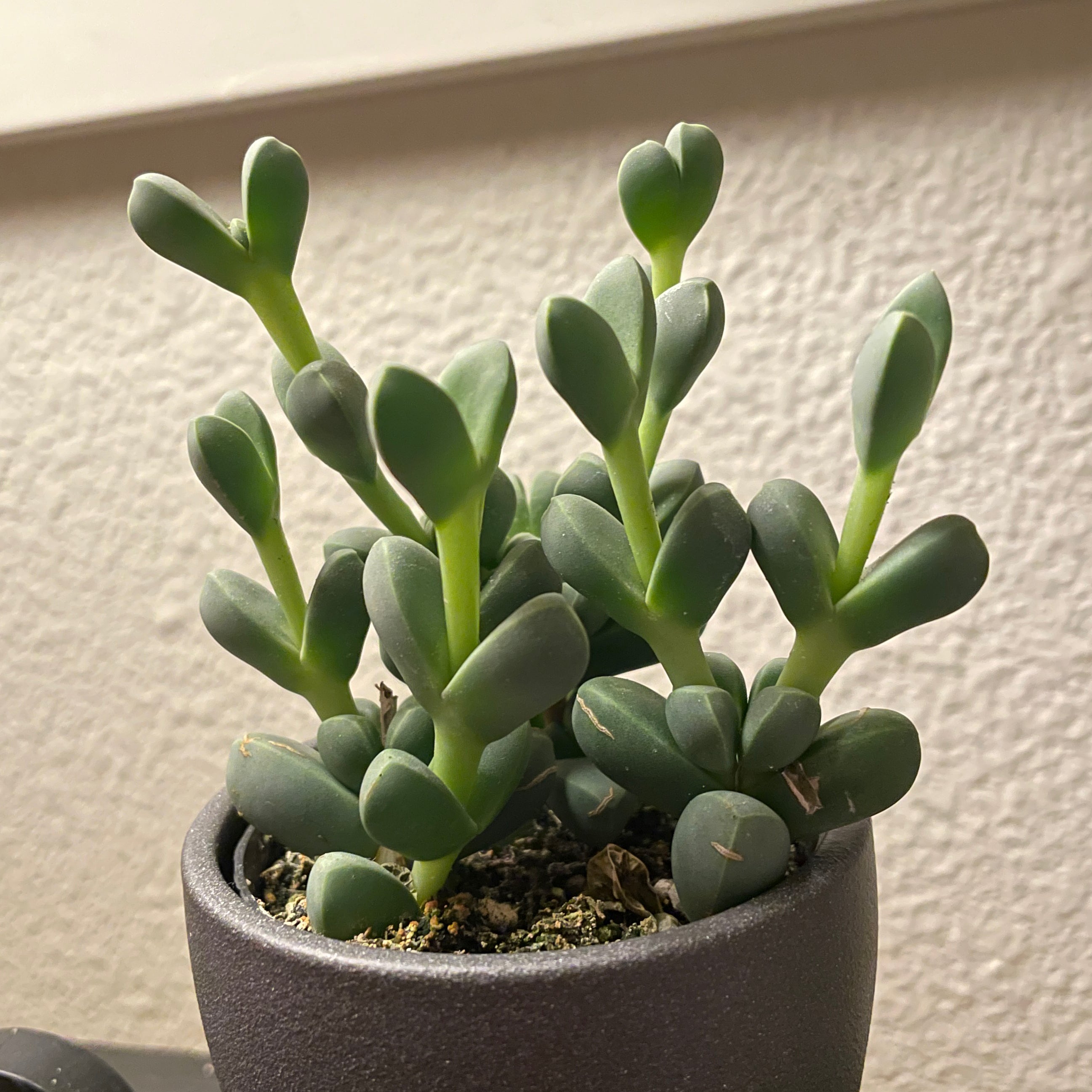 Propagating Beads Lampranthus: Step-by-Step Guide