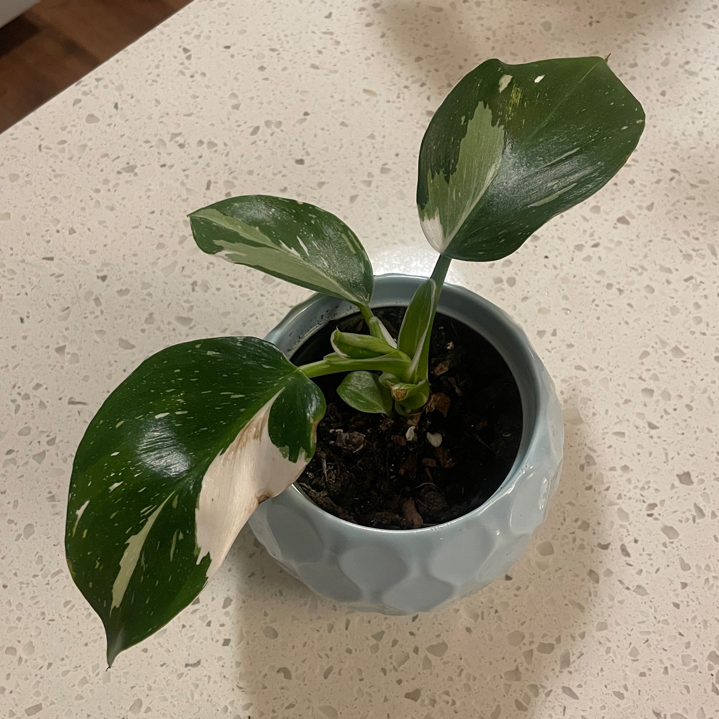 Why Are My Philodendron 'White Wizard' Leaves Falling Over?