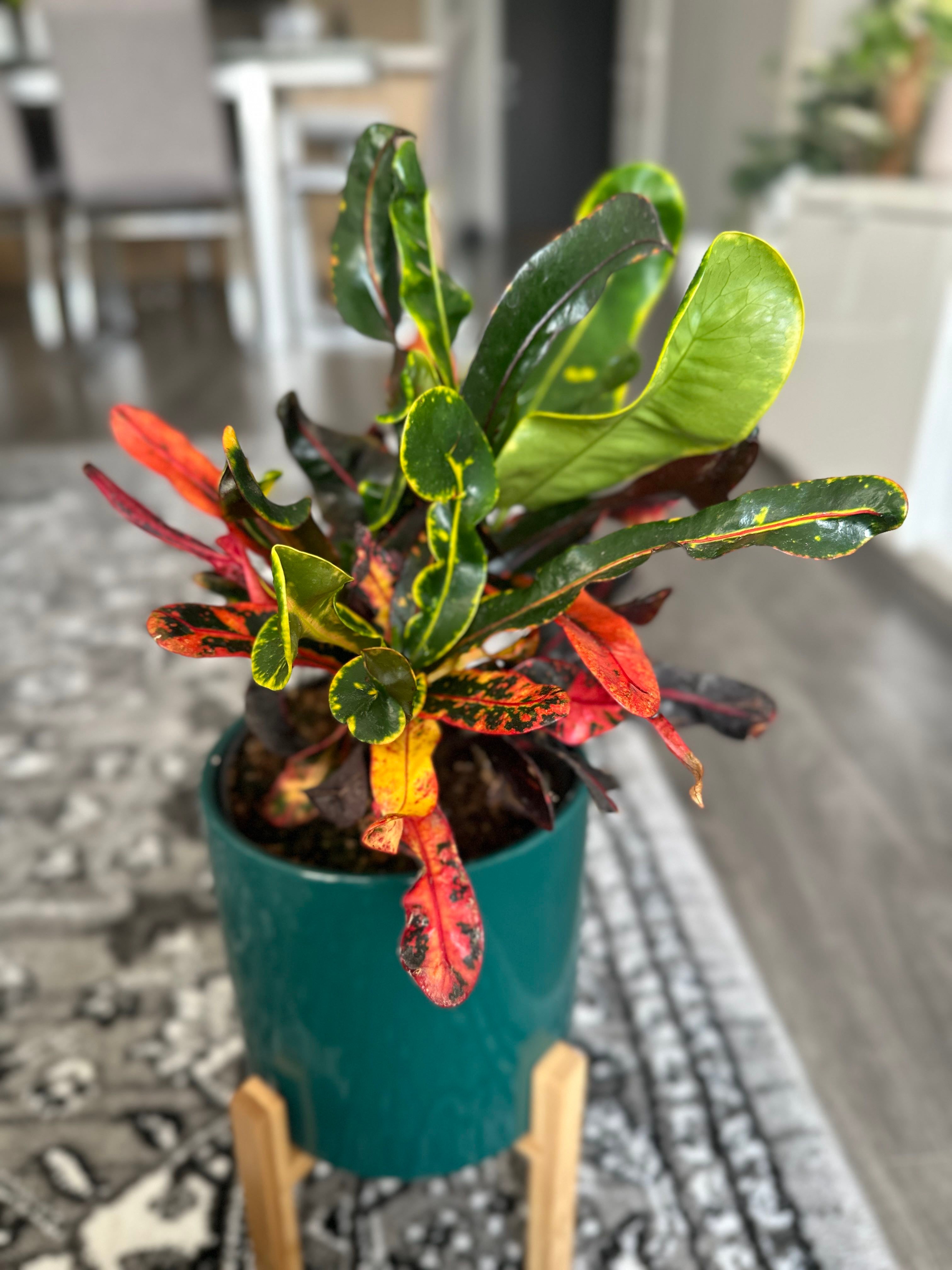 The #1 Top Companion Plant for Croton 'Curly Boy' 🌼