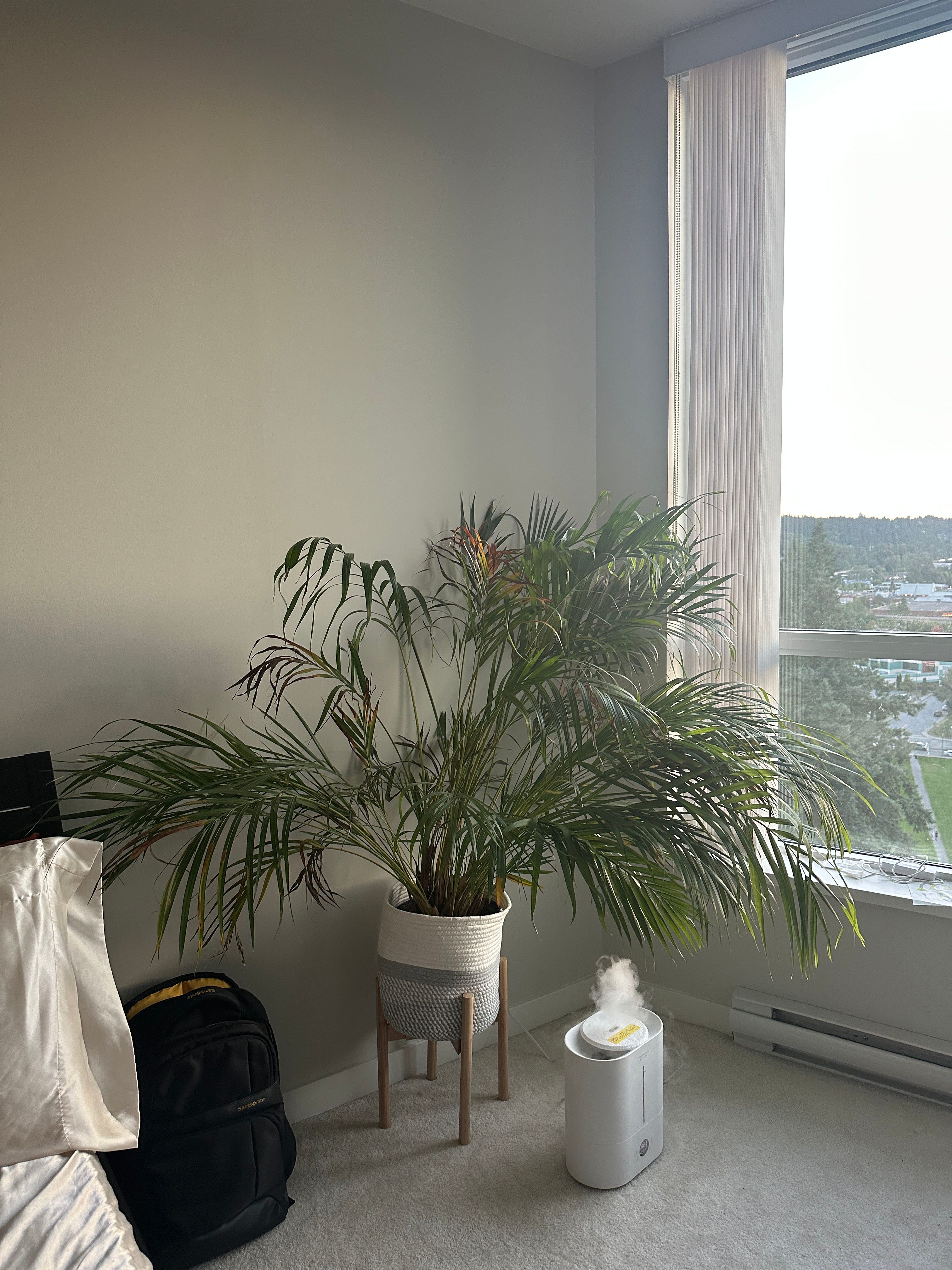 Propagating Areca Palm: The Ultimate Guide