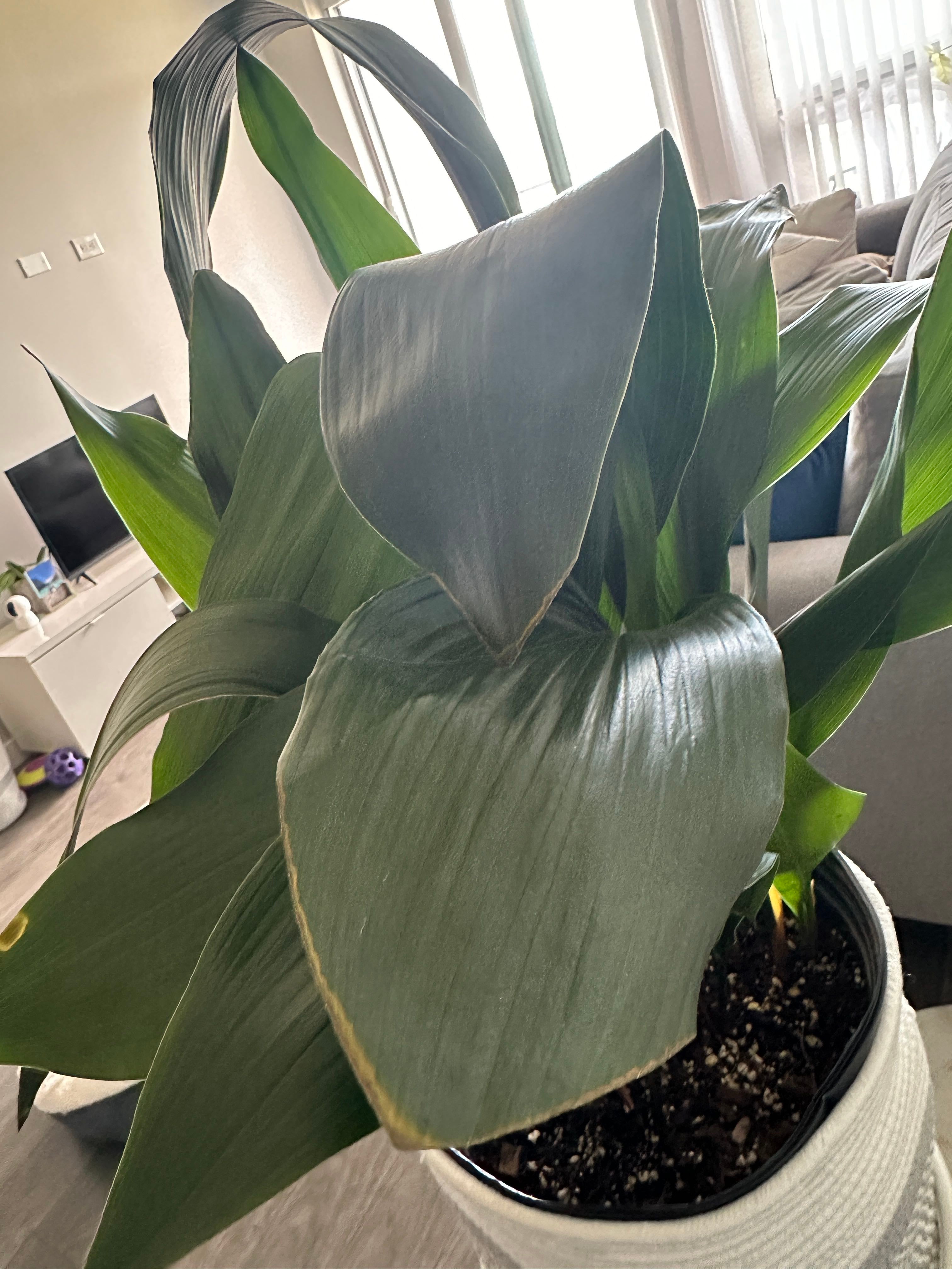 How to Care for Aspidistra 'Rigid Ribbons': Mastering Water, Sunlight ...