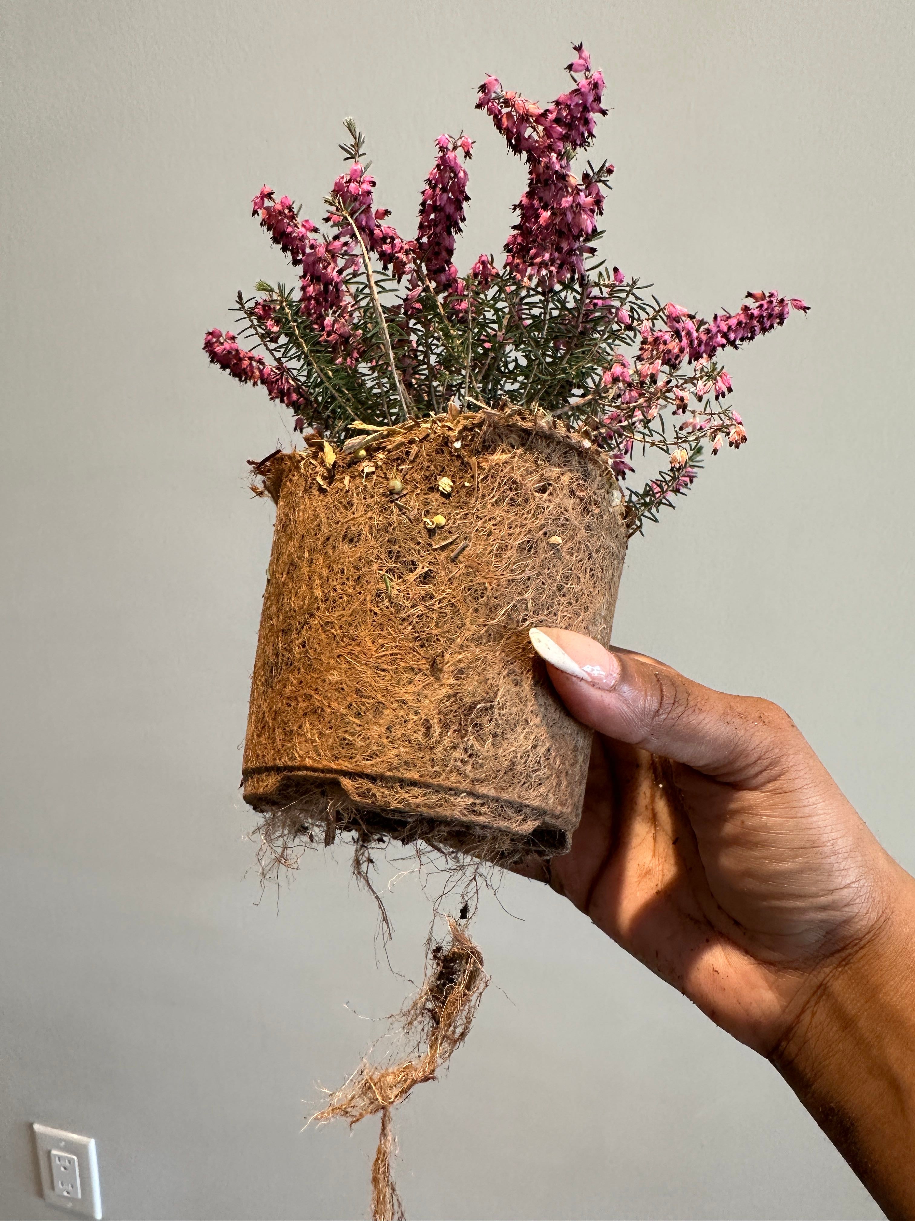 How Do I Propagate My Heather?