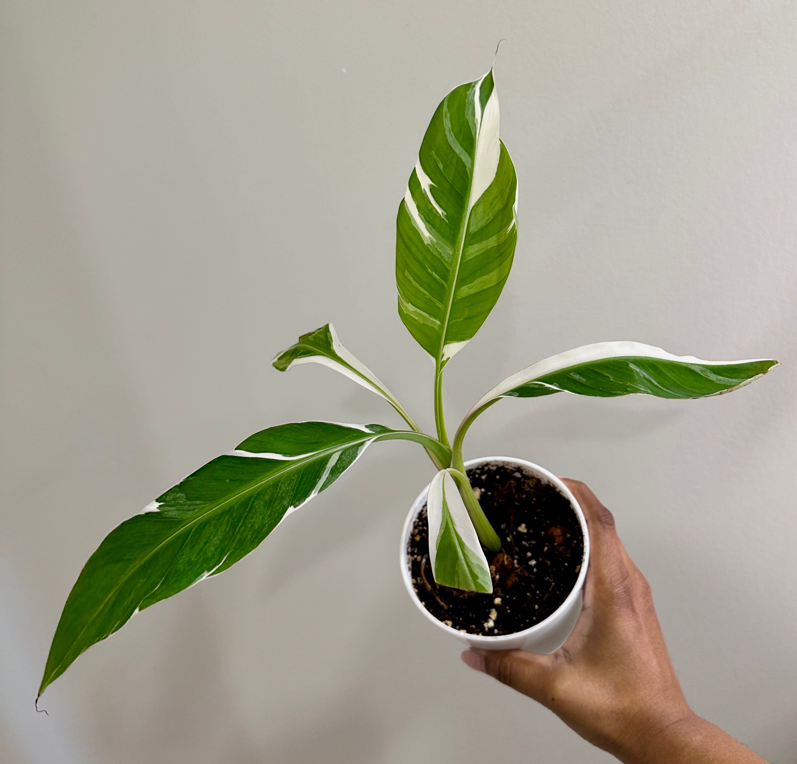 How to Care for Blood Banana: Mastering Water, Sunlight & More