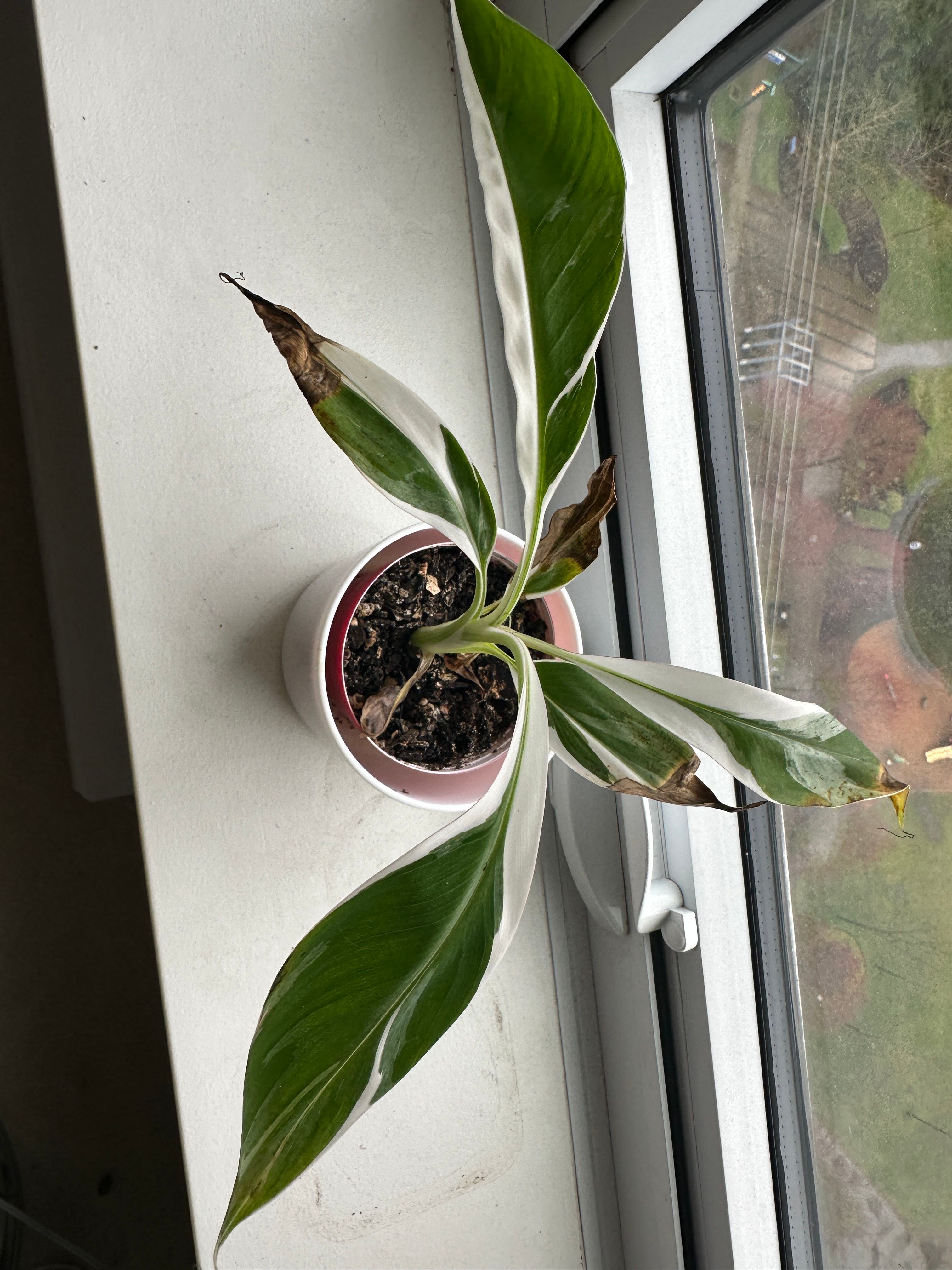 🍌 Step-by-Step Guide to Choosing Plantain Tree Varieties