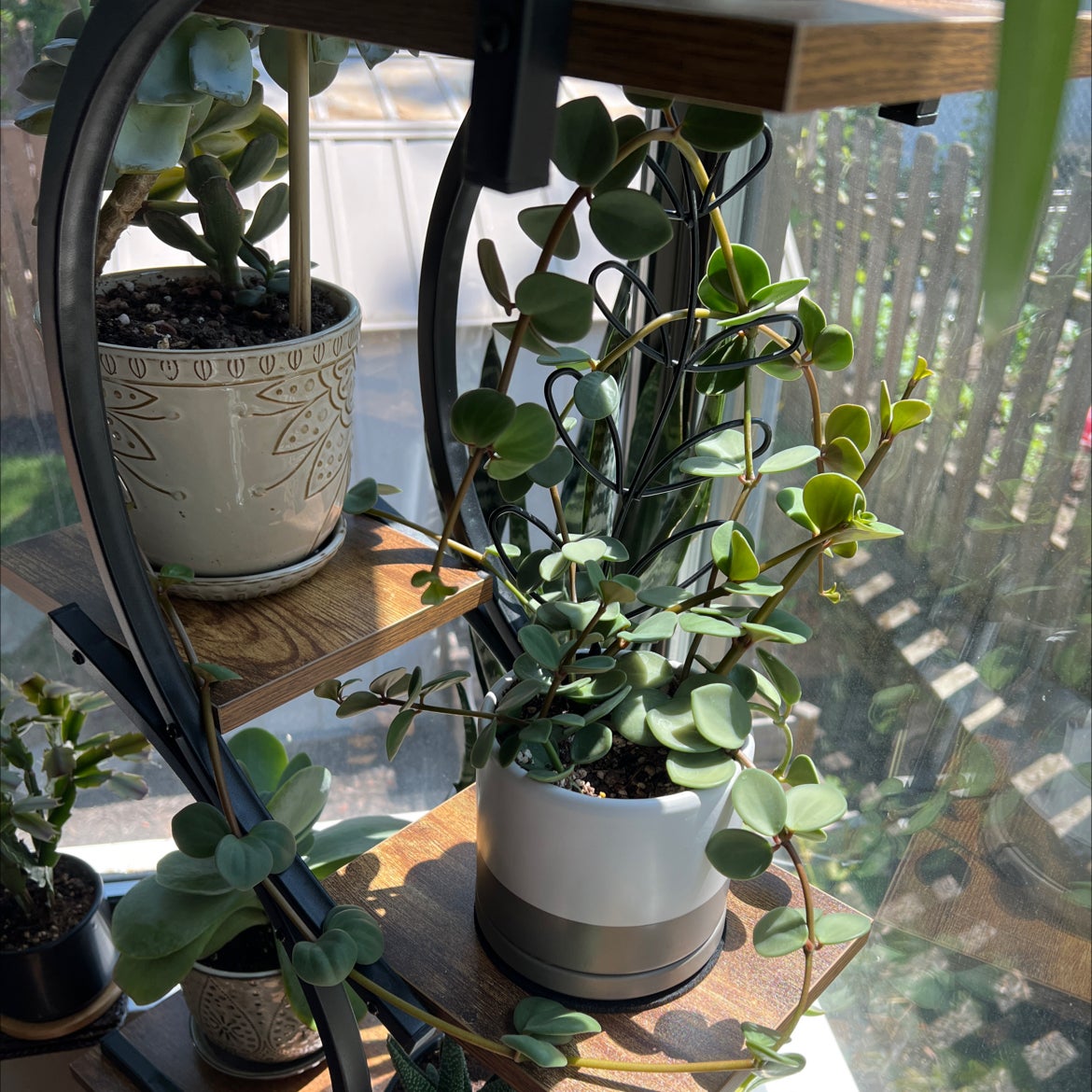 Propagating Your Peperomia 'Hope': Step-by-Step Guide