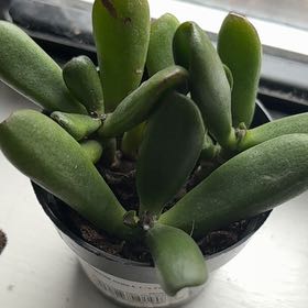 The Complete ET's Fingers Jade Plant Care Guide: Water, Light & Beyond