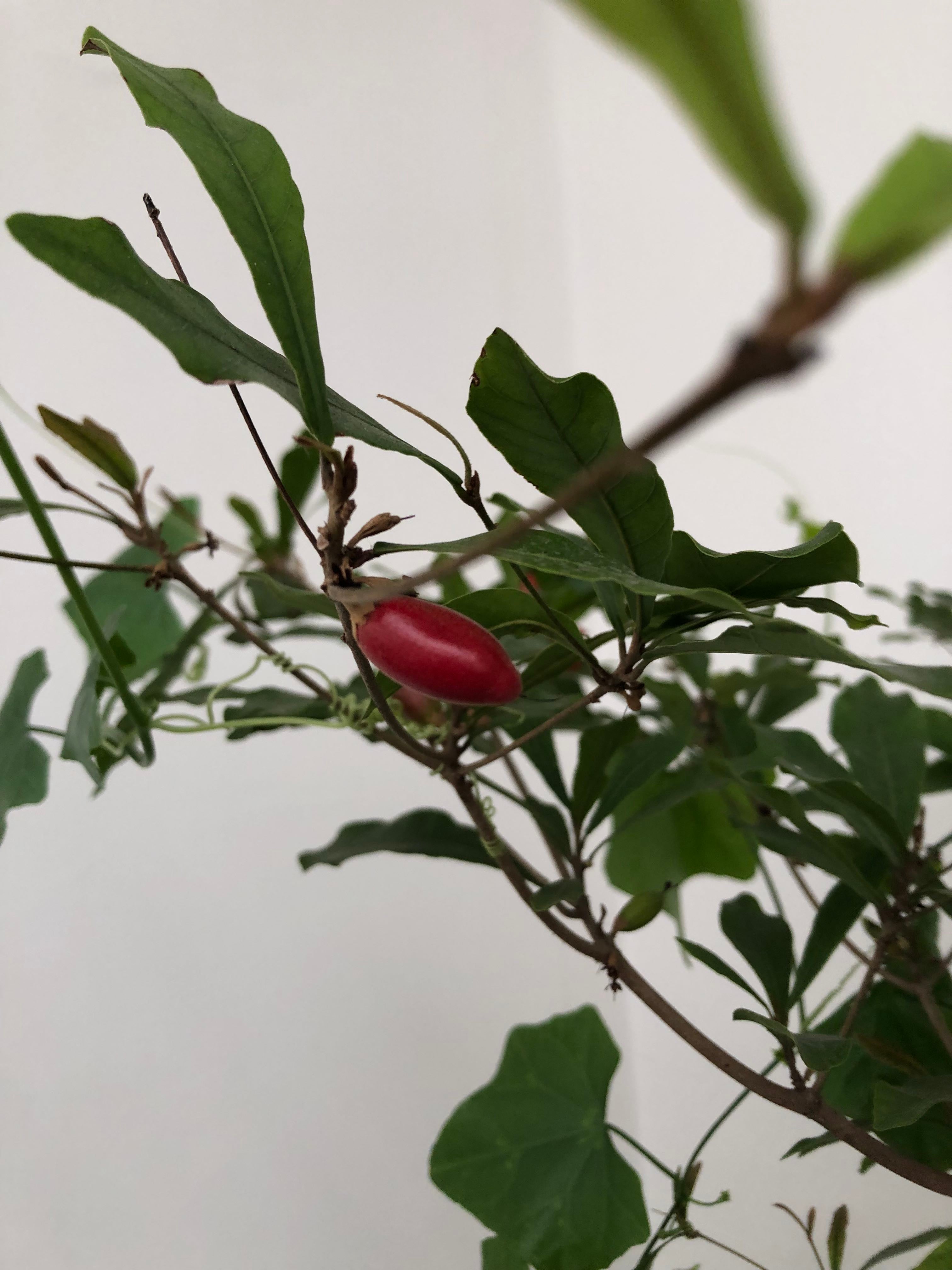 5 Tips for Growing Miracle Fruit 🍓