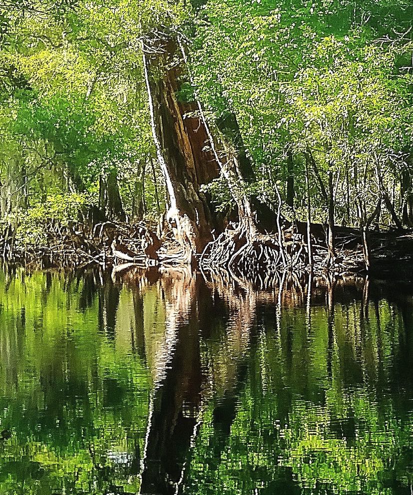 Here’s a very old Cypress tree and reflections in the cen...