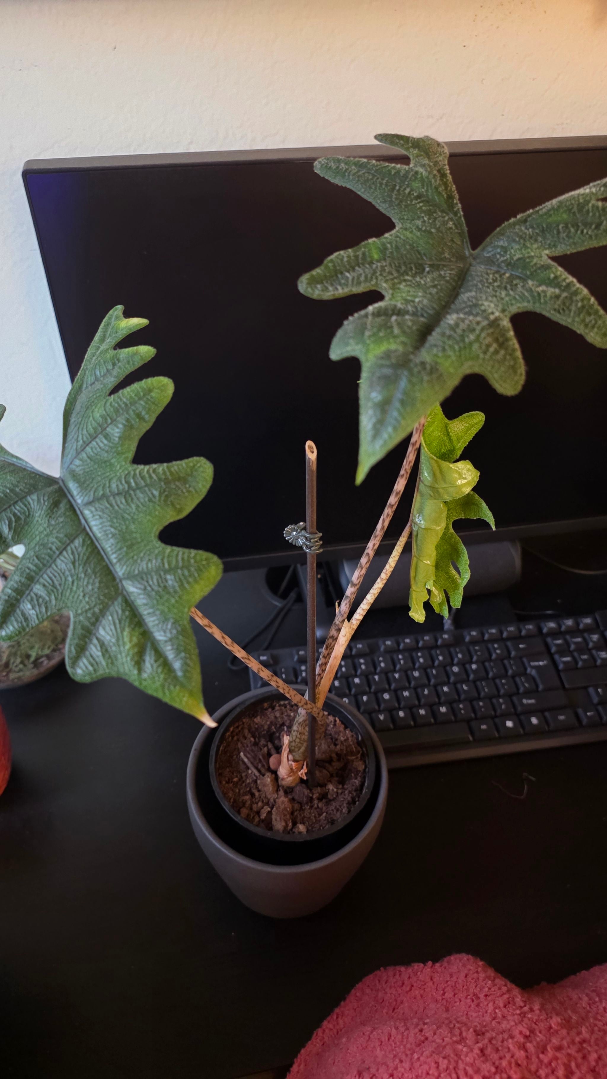 Pseudo Sanderiana Bull Aurea Plant Care: Water, Light, Nutrients | Greg ...