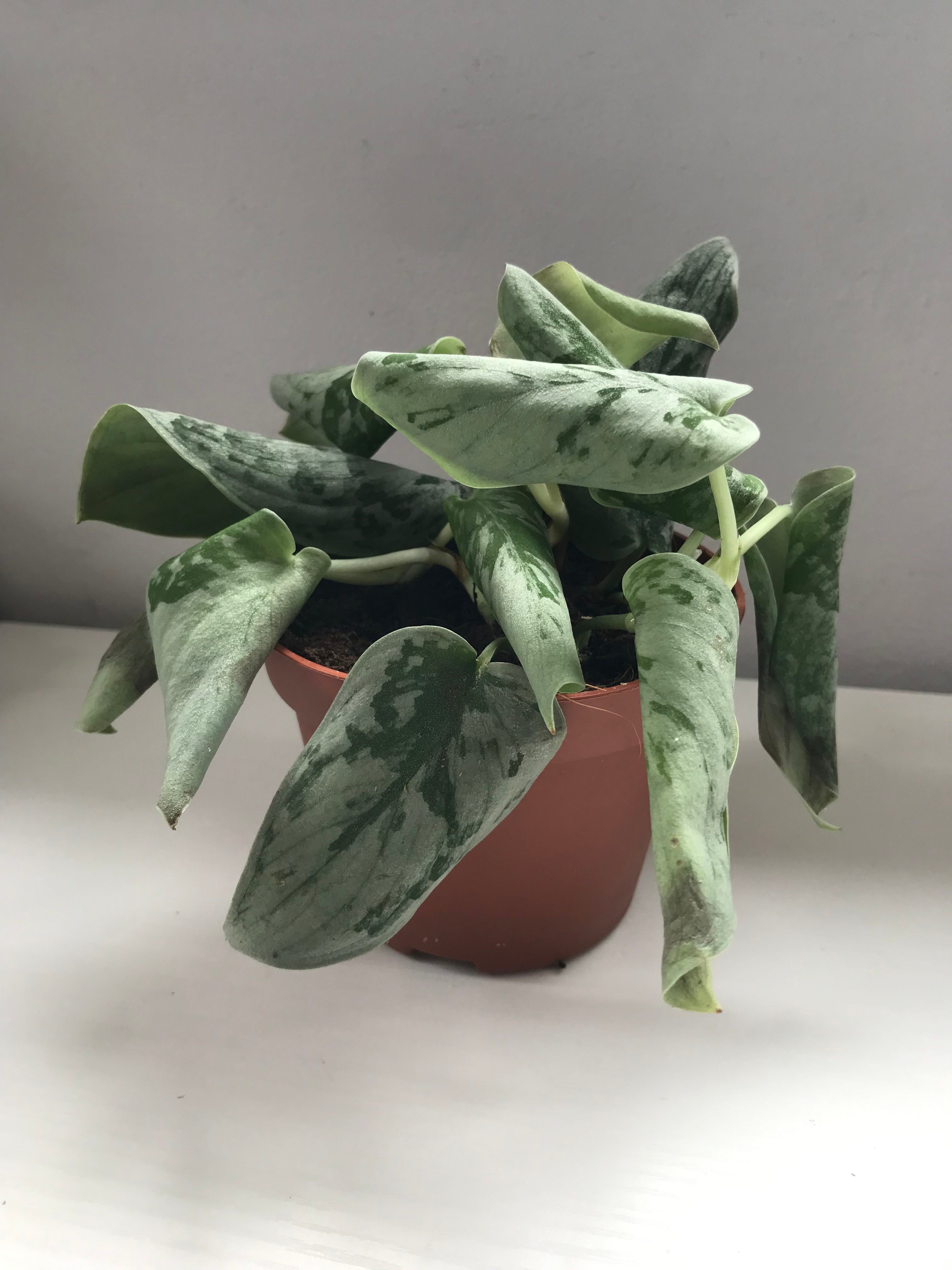 Scindapsus Pictus Argyraeus Plant Care: Water, Light, Nutrients | Greg ...