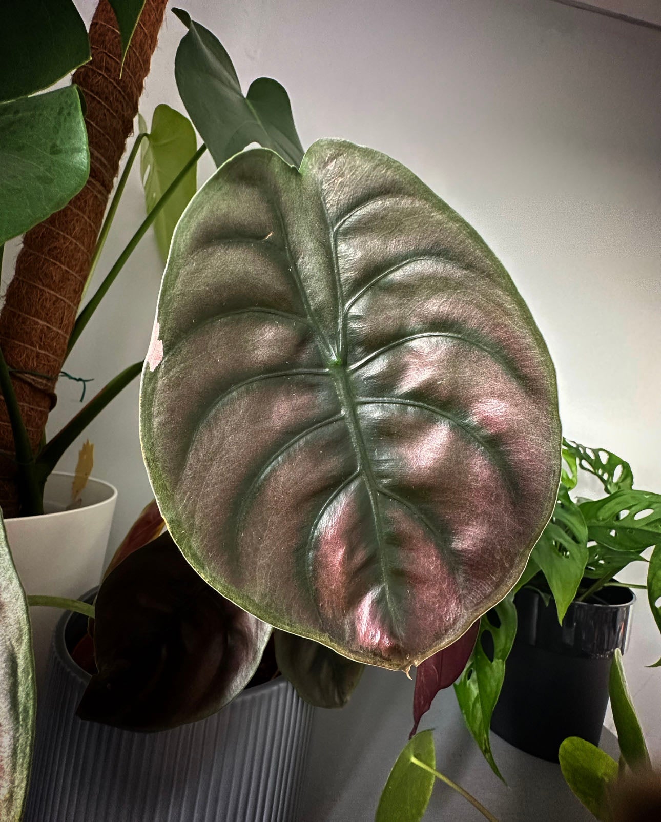 The Complete Alocasia ‘Red Secret’ Plant Care Guide: Water, Light & Beyond