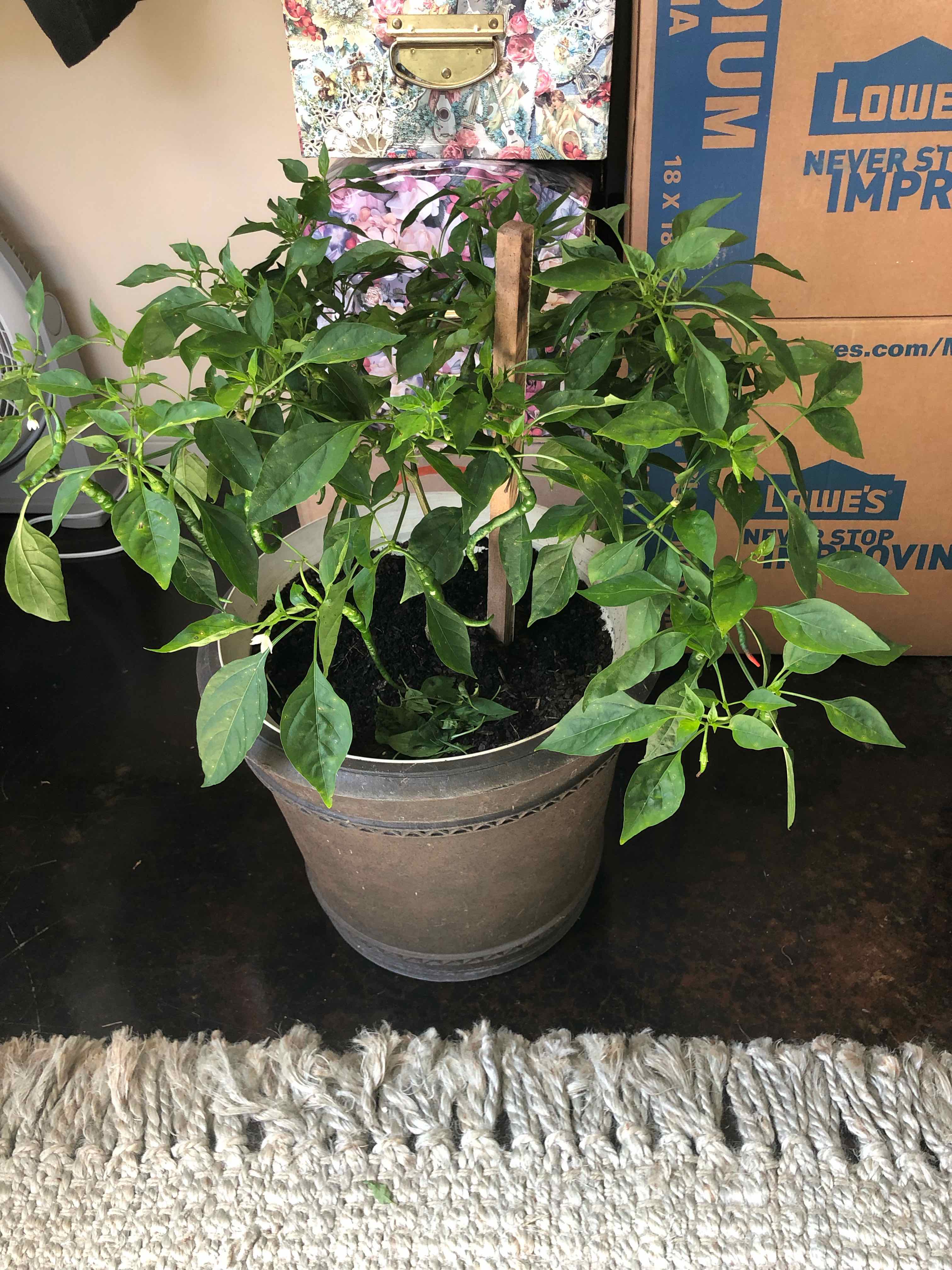 🌶 What Are The Bugs on My Cheyenne Chilli Pepper?