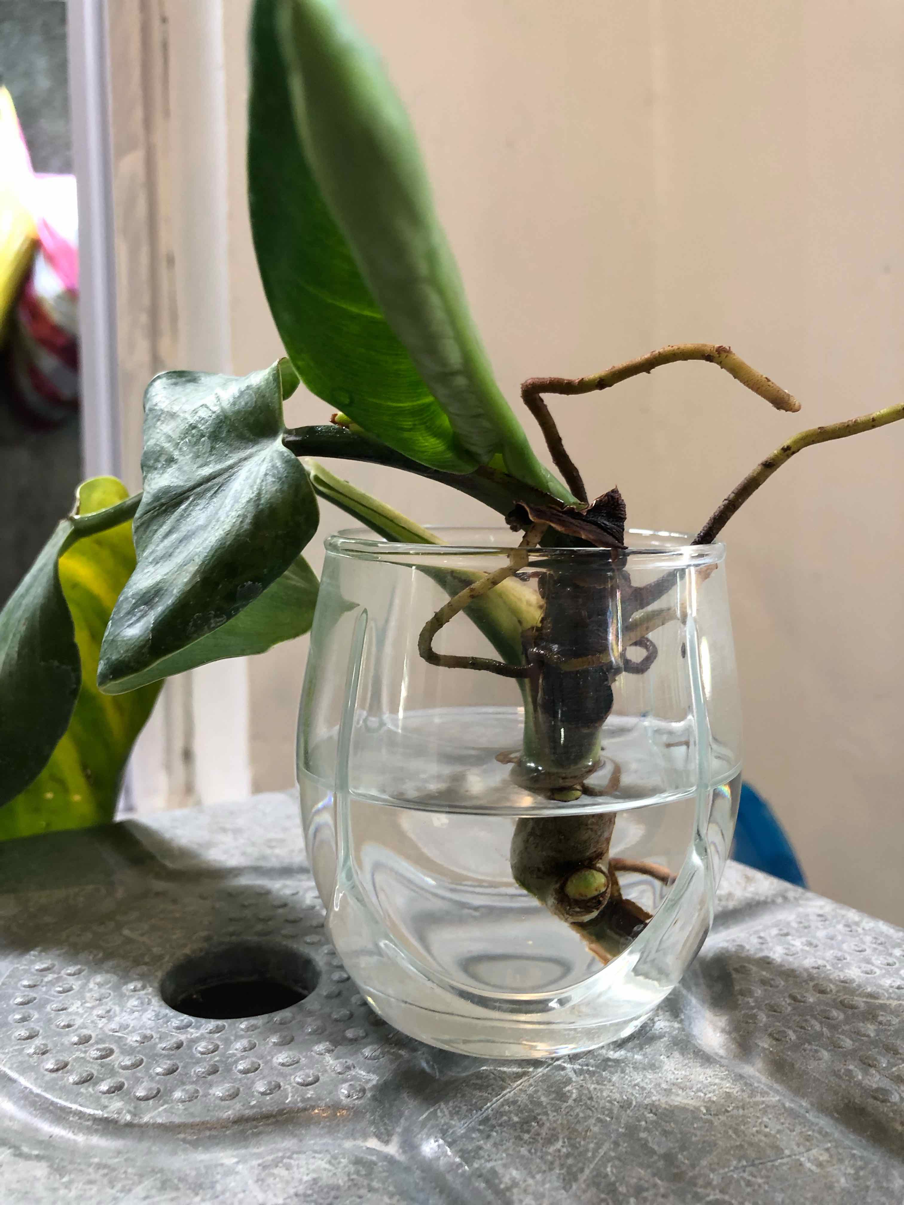 🪄 How Do I Propagate My Philodendron 'White Wizard'?