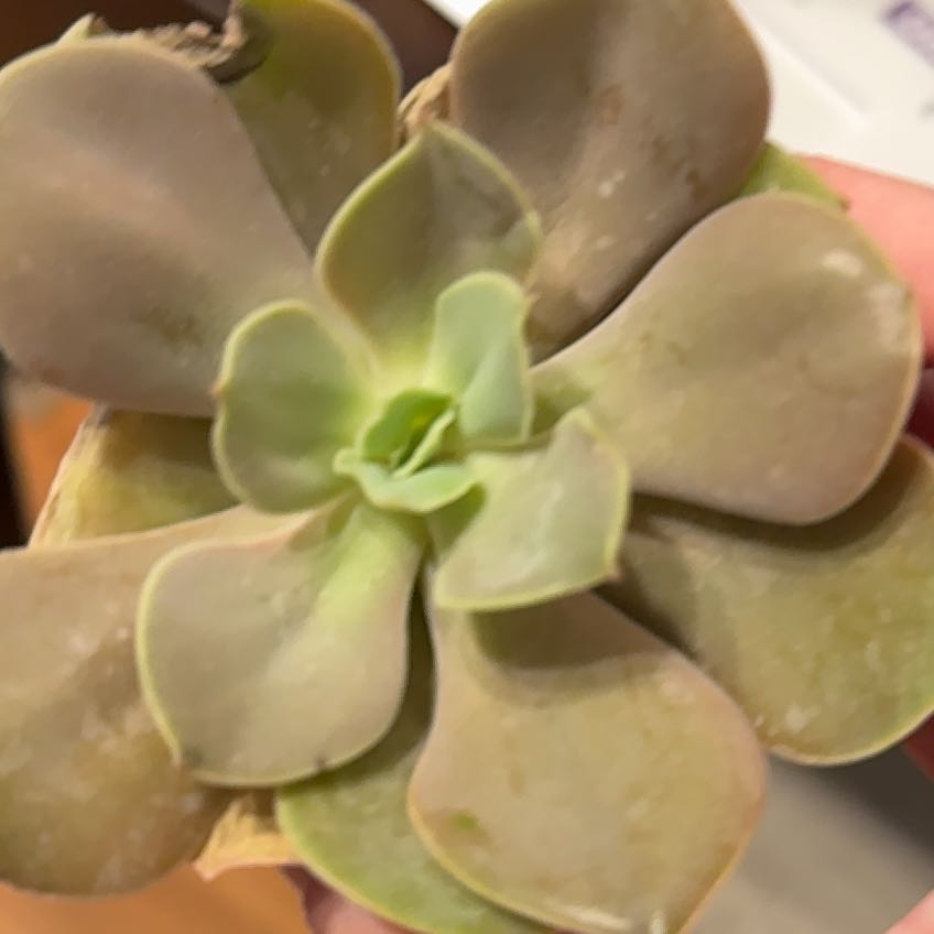 Echeveria Xanthe Rose: How Much Water & Light Does it Need to Thrive?