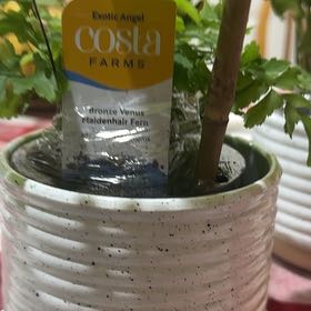How to Care for Bronze Venus Maidenhair Fern: Mastering Water, Sunlight ...