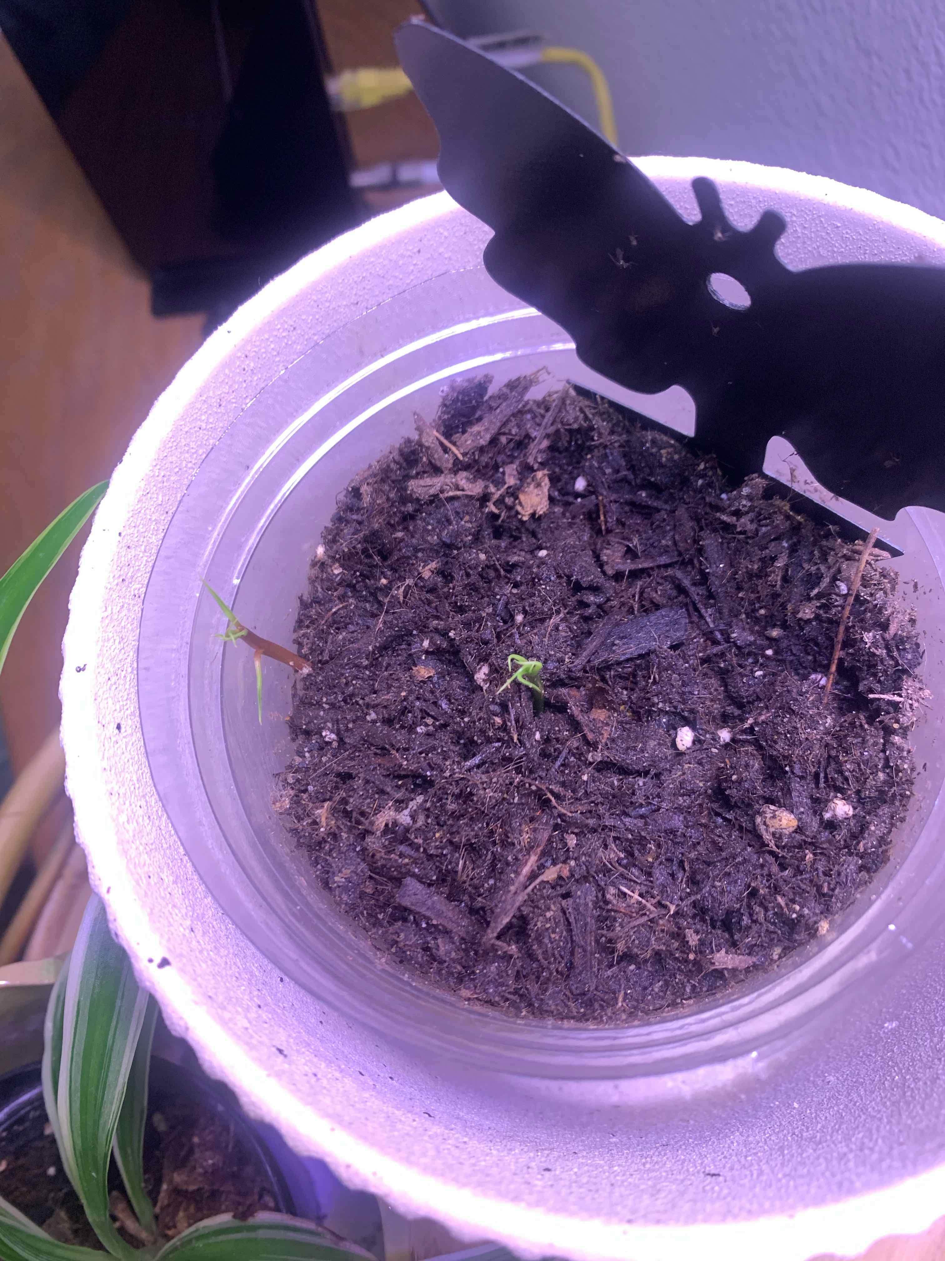 What Do Mango Flowers Mean? 🥭