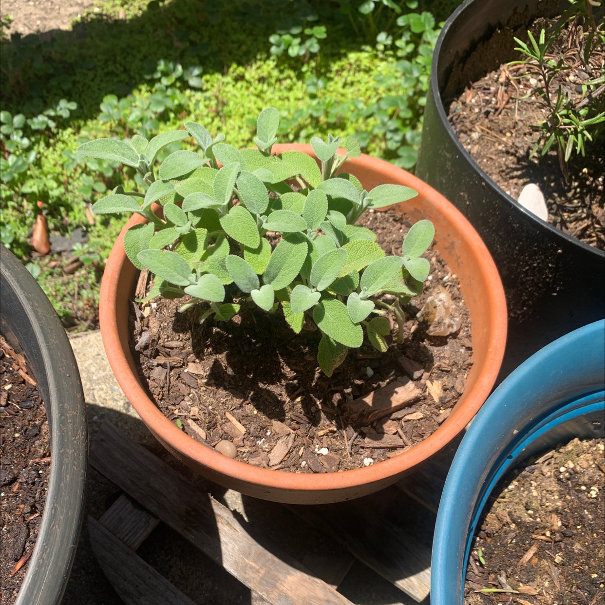 How Do I Cure Common Sage Root Rot?