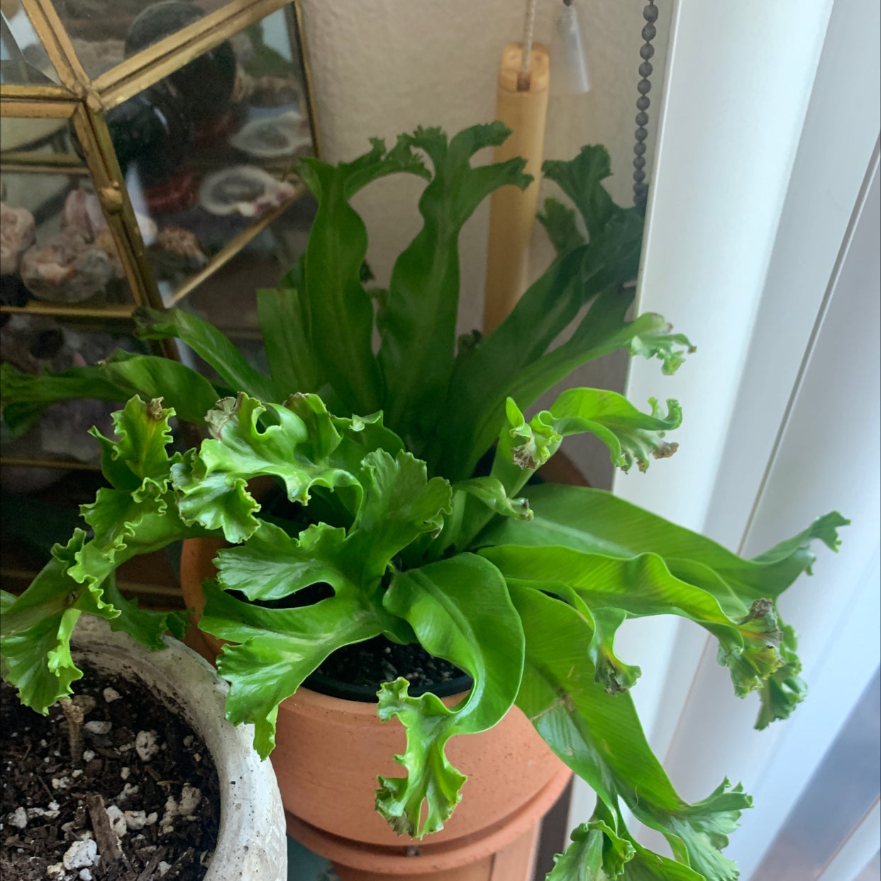 🐦 When And Where Should I Trim My Bird's Nest Fern?